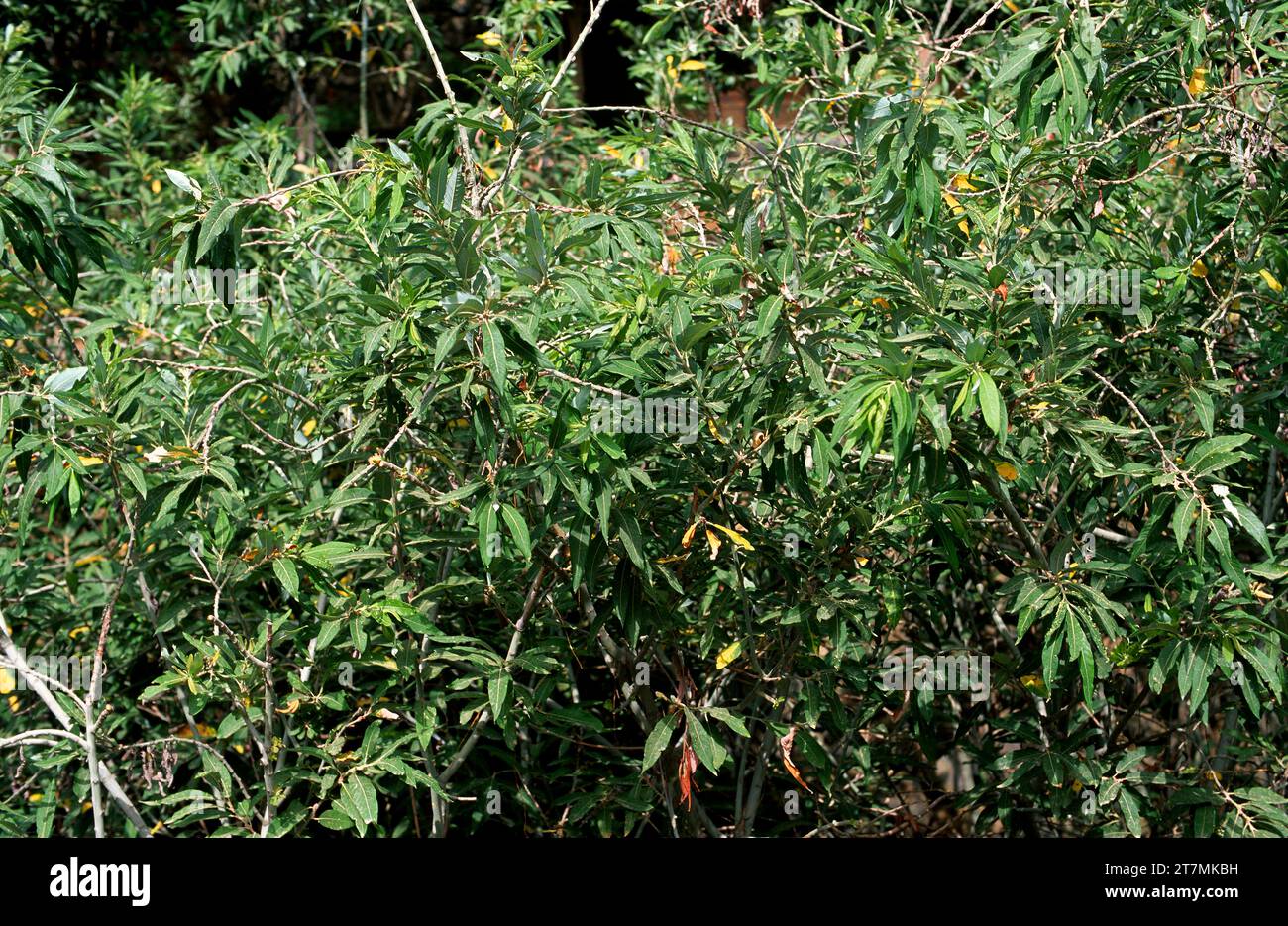 Sauce canario or sao (Salix canariensis) is a deciduous shrub or small ...