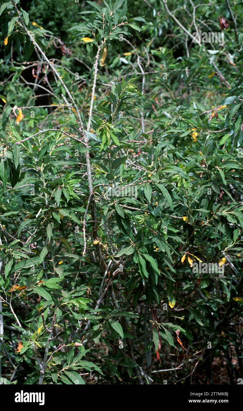 Sauce canario or sao (Salix canariensis) is a deciduous shrub or small ...