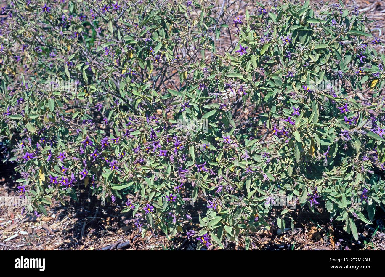 Pimentero de Temisas (Solanum lidii) is an endangered shrub endemic to ...