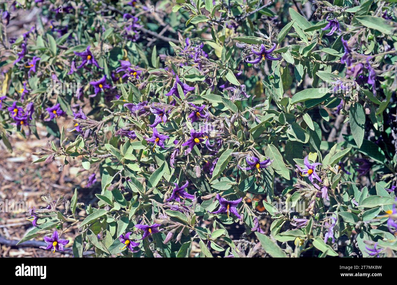 Pimentero de Temisas (Solanum lidii) is an endangered shrub endemic to ...