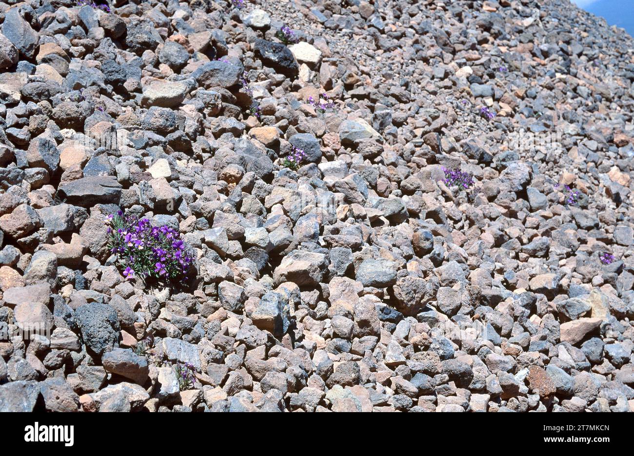 Violeta del teide hi-res stock photography and images - Alamy