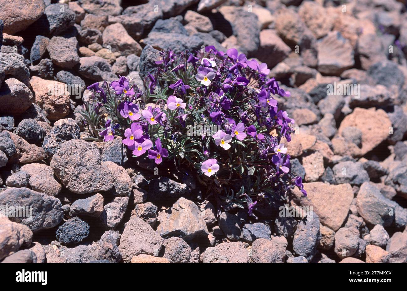 Viola cheiranthifolia hi-res stock photography and images - Alamy