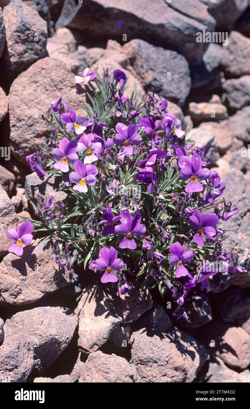 Viola cheiranthifolia hi-res stock photography and images - Alamy