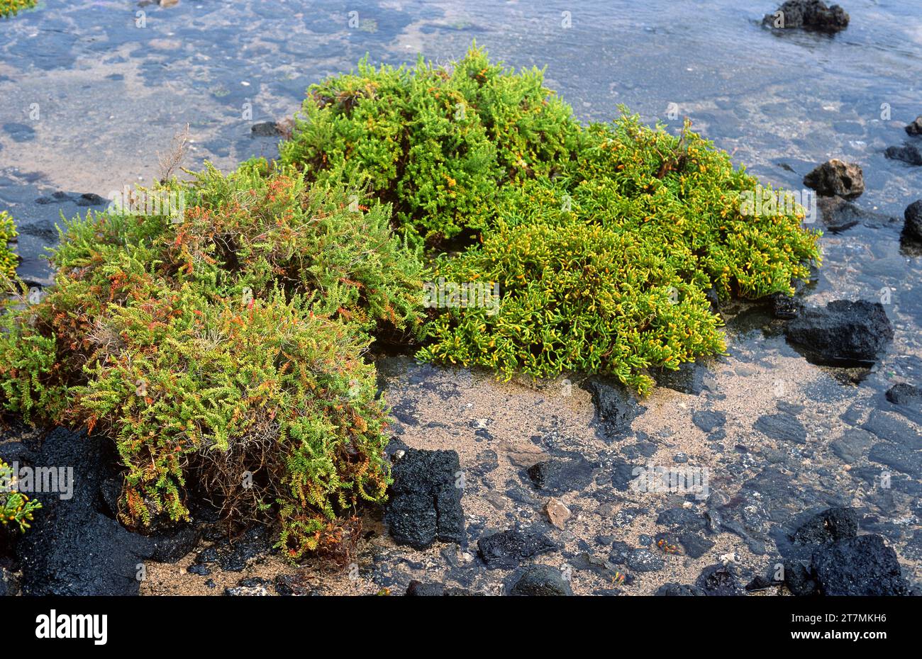 Halophytic plants hi-res stock photography and images - Alamy