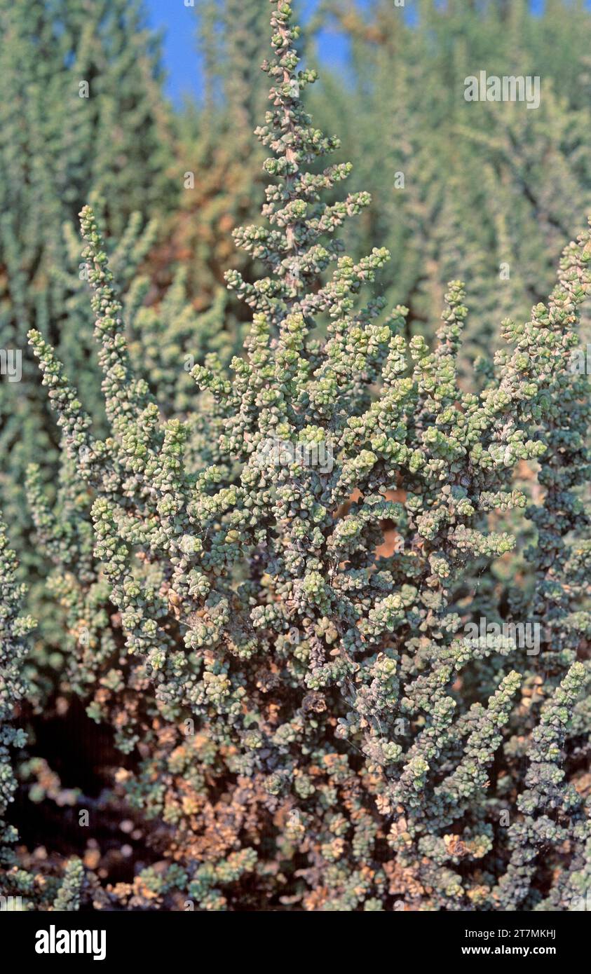 Balancon (Traganum moquinii) is a succulent shrub native to Macaronesia ...