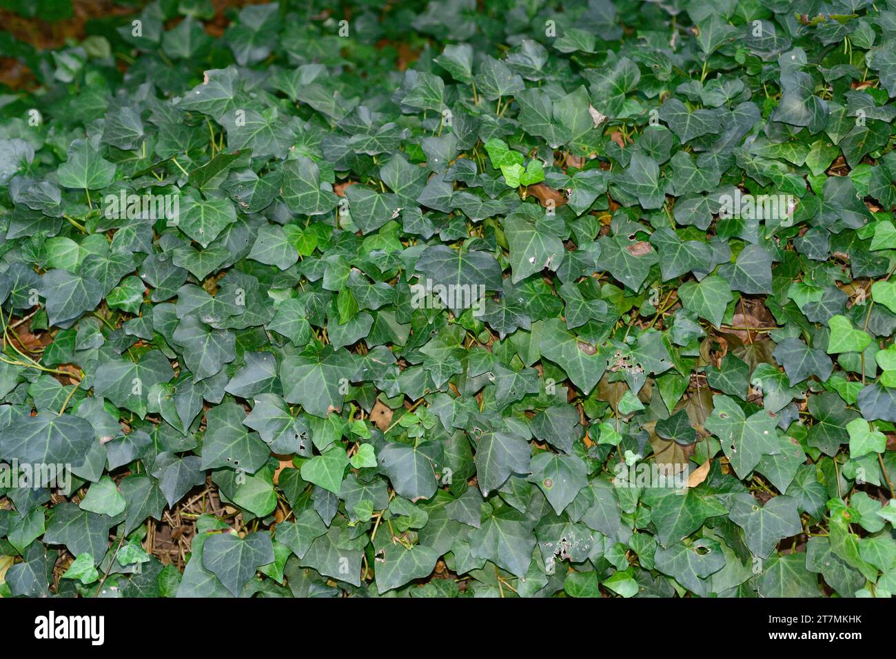 Hedera canariensis hi-res stock photography and images - Alamy