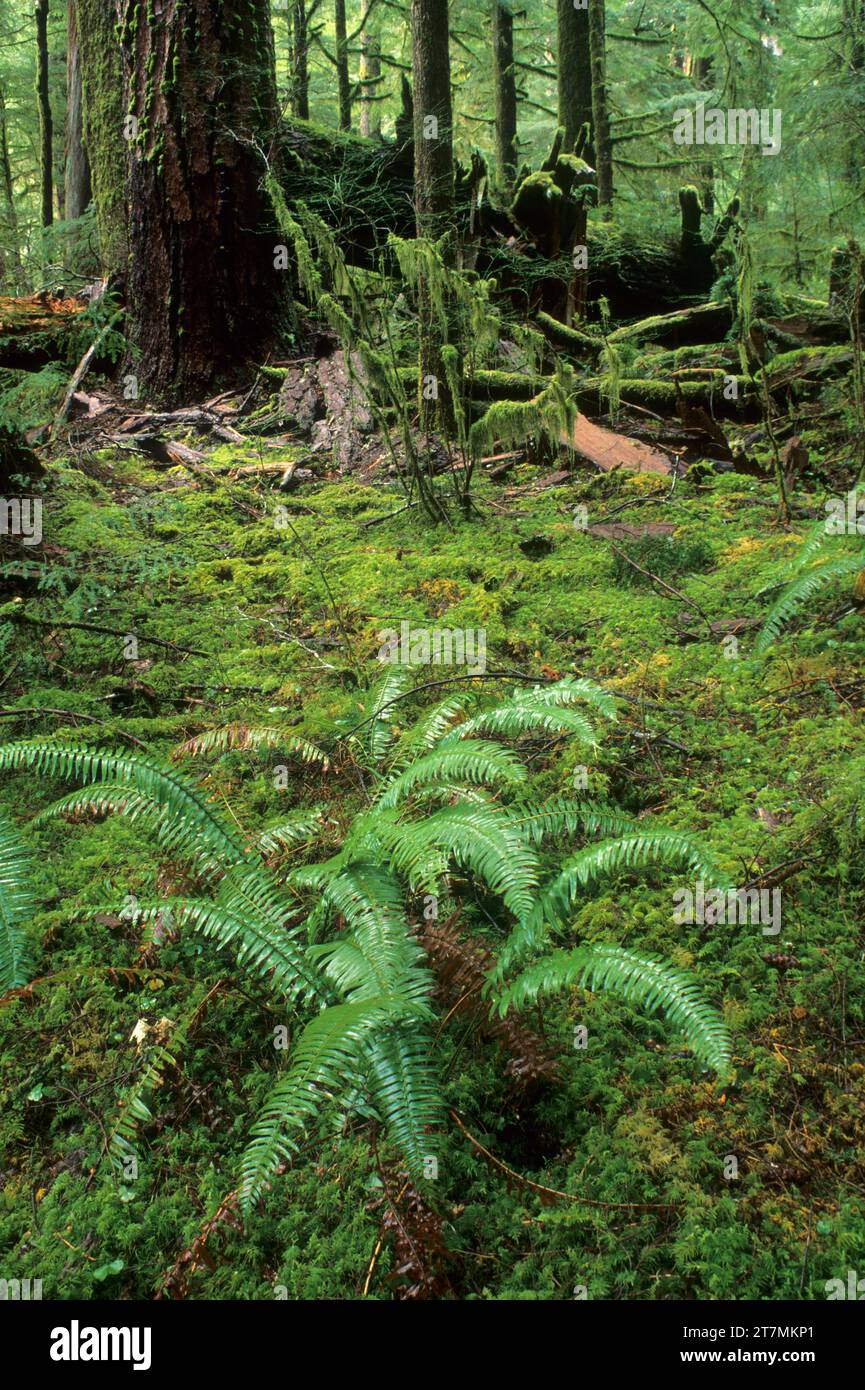 Ancient forest, Valley of the Giants Outstanding Natural Area, Salem ...