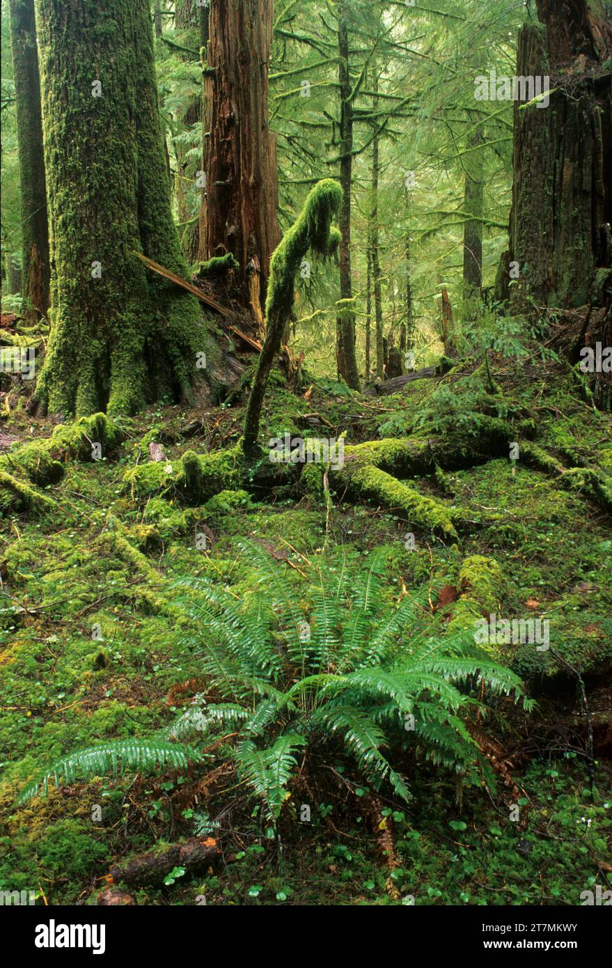 Ancient forest, Valley of the Giants Outstanding Natural Area, Salem ...