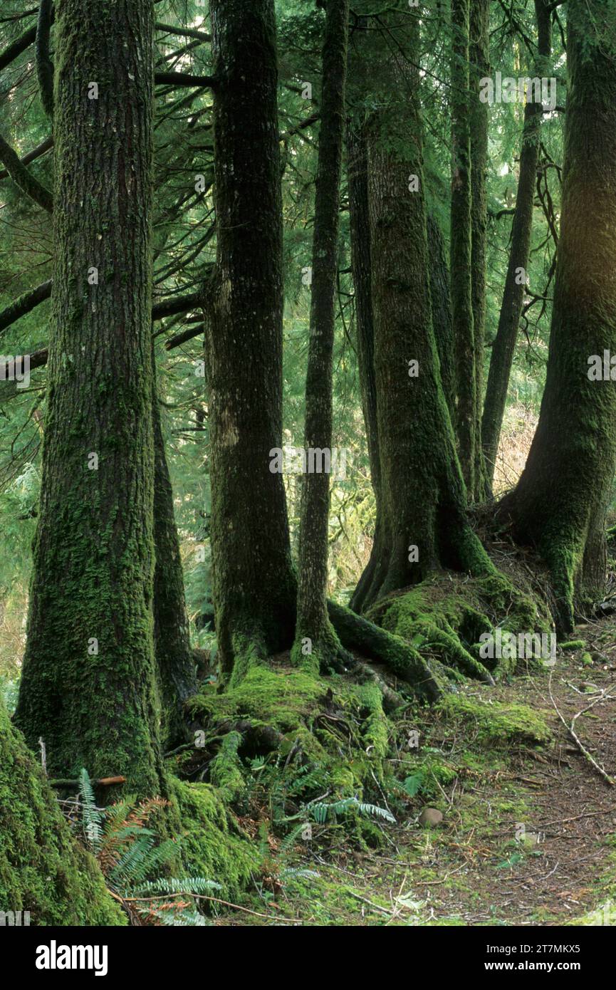 Nurse tree, The Peninsula Wildlife Area, Oregon Stock Photo - Alamy