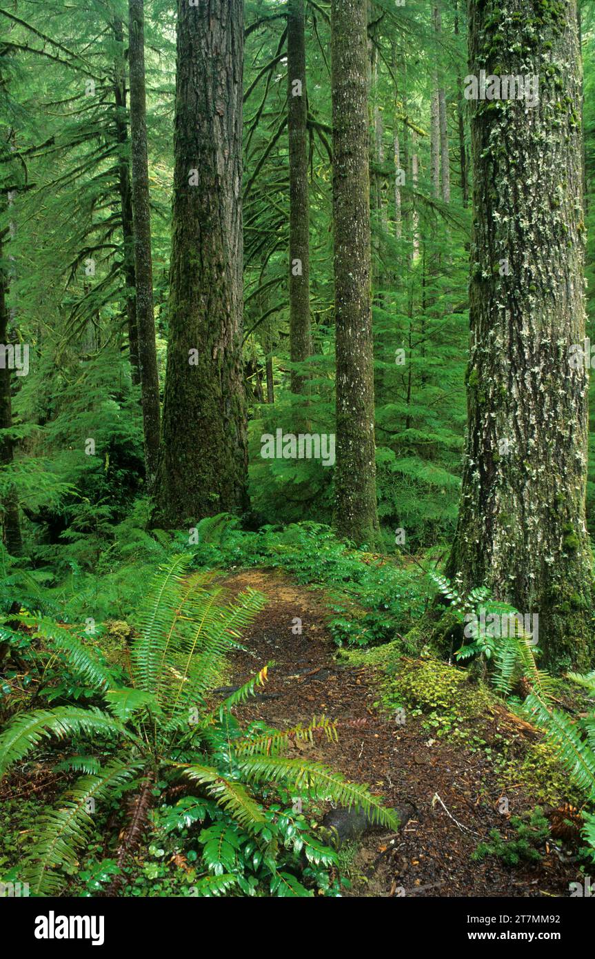 Doerner fir trail hi-res stock photography and images - Alamy