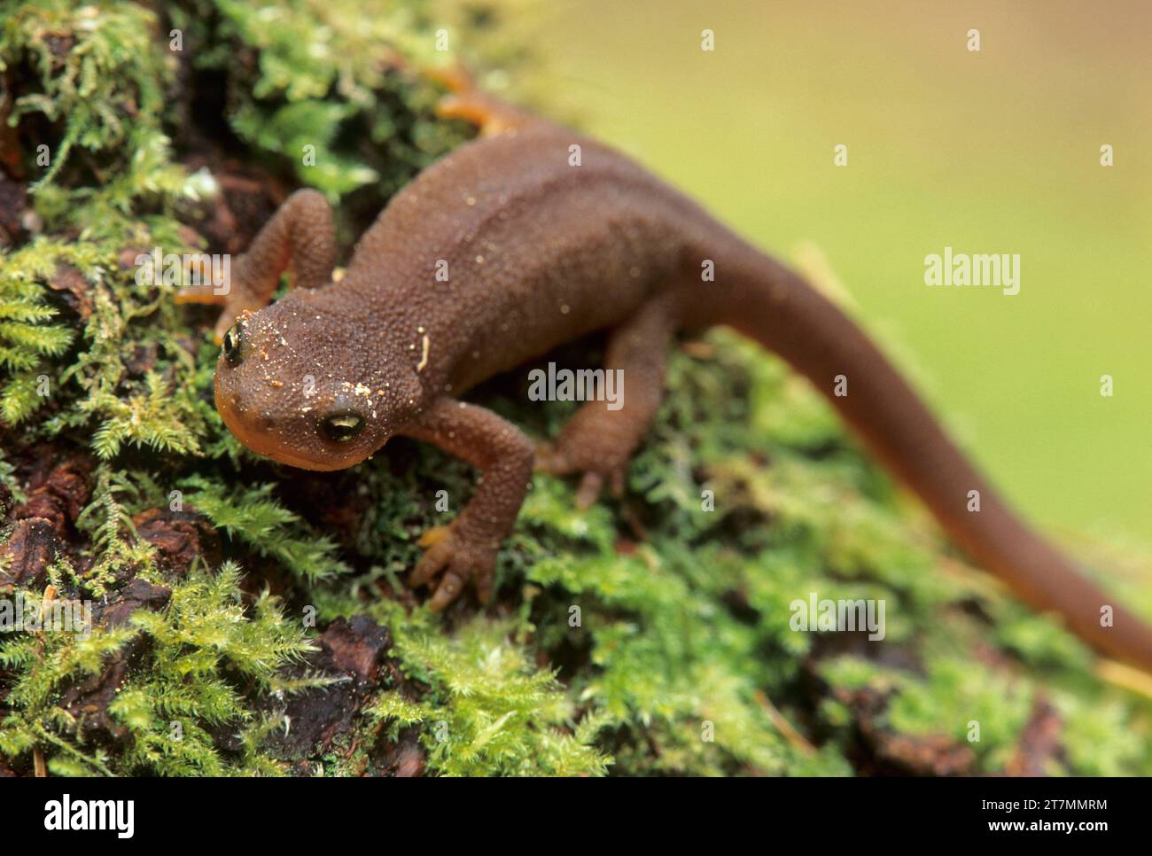 Rough skinned newt hi-res stock photography and images - Alamy