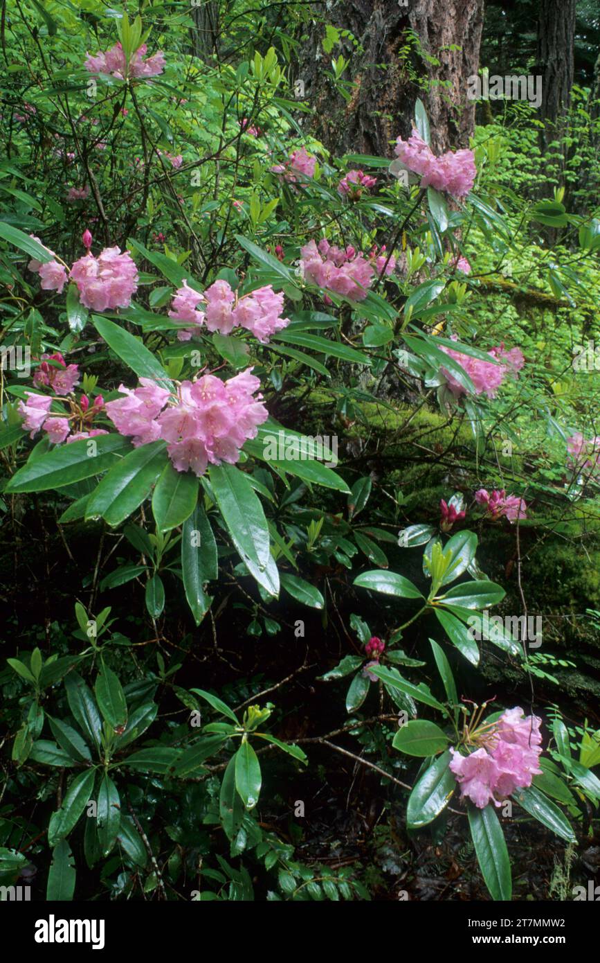 Rhododendron flower mountains hi-res stock photography and images - Alamy
