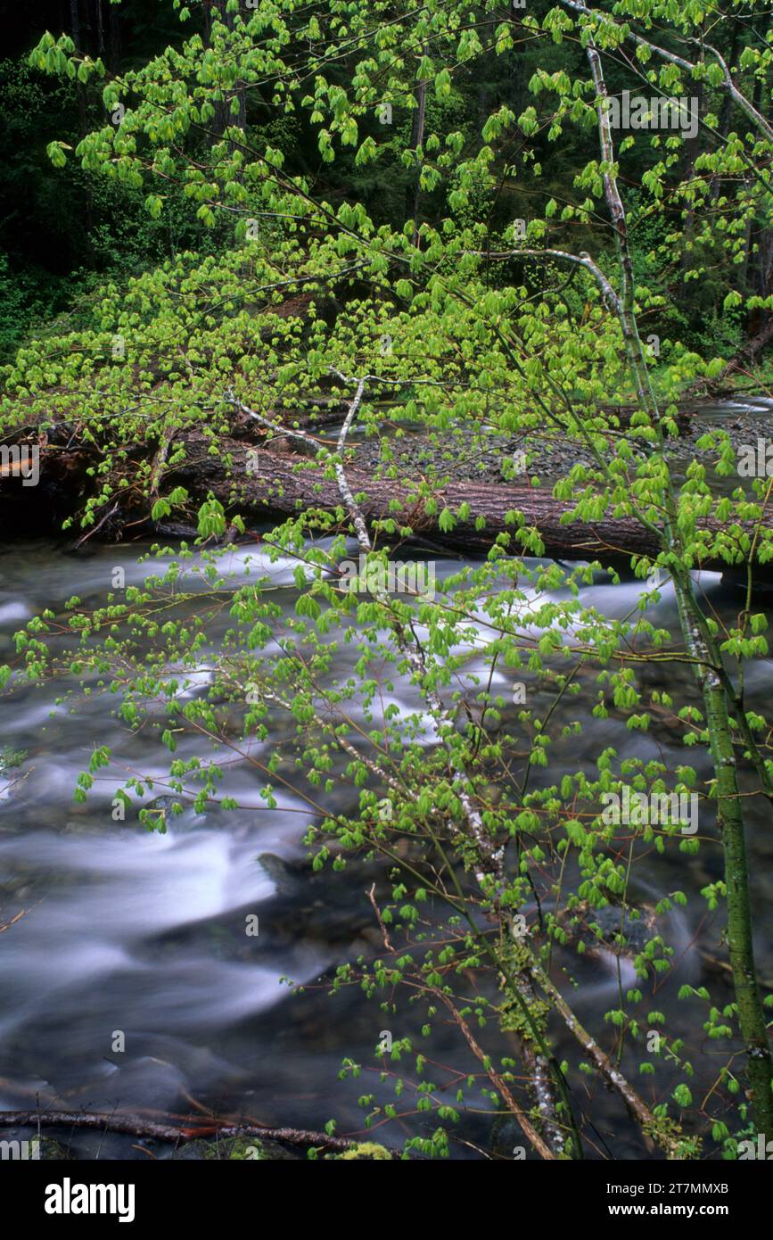 Vine maple along North Umpqua River in the Dread & Terror Section ...