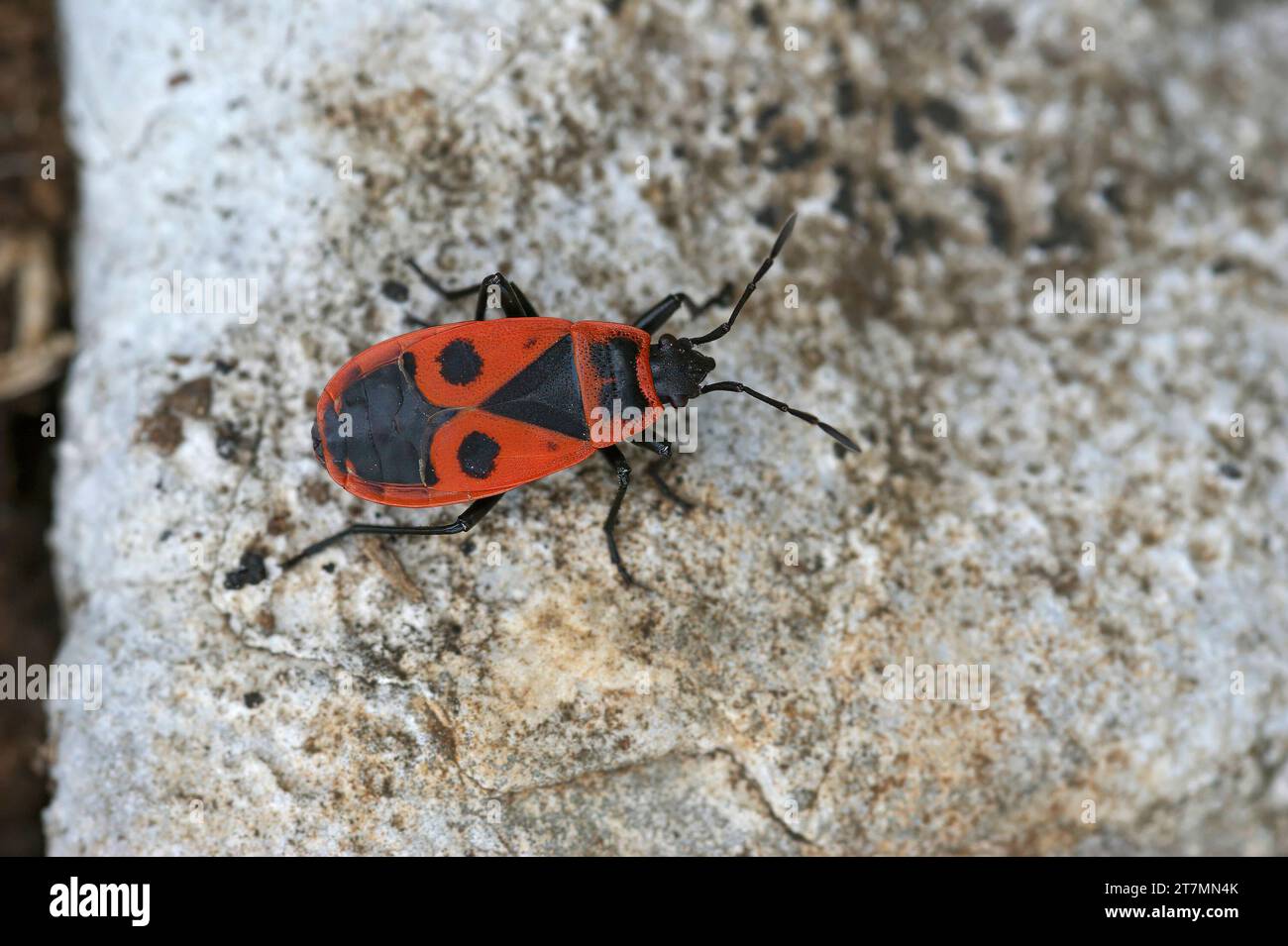 Pyrrhocoris apterus wing hi-res stock photography and images - Alamy