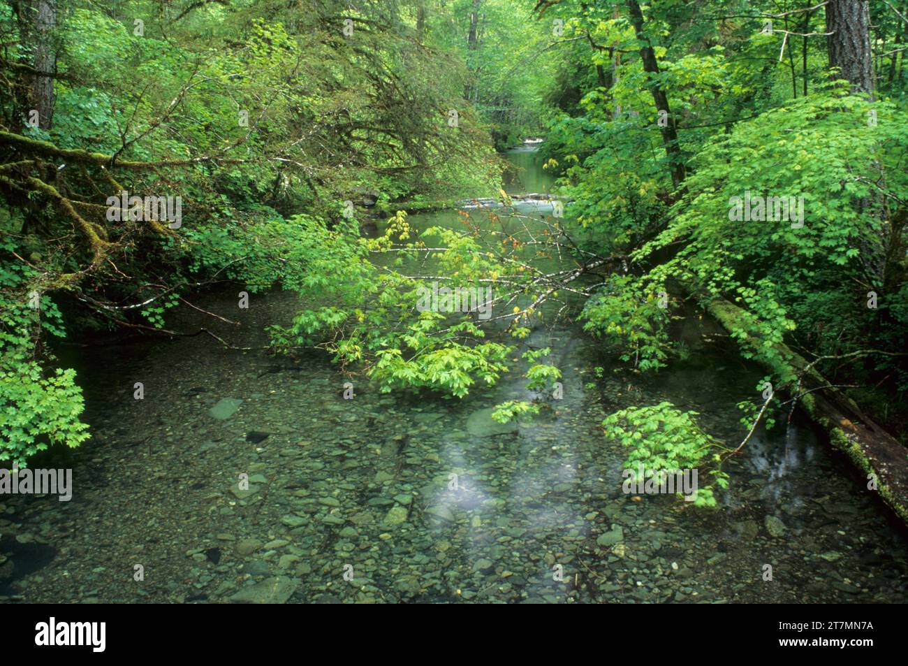Taylor Creek from Taylor Creek Trail, Siskiyou National Forest, Oregon ...