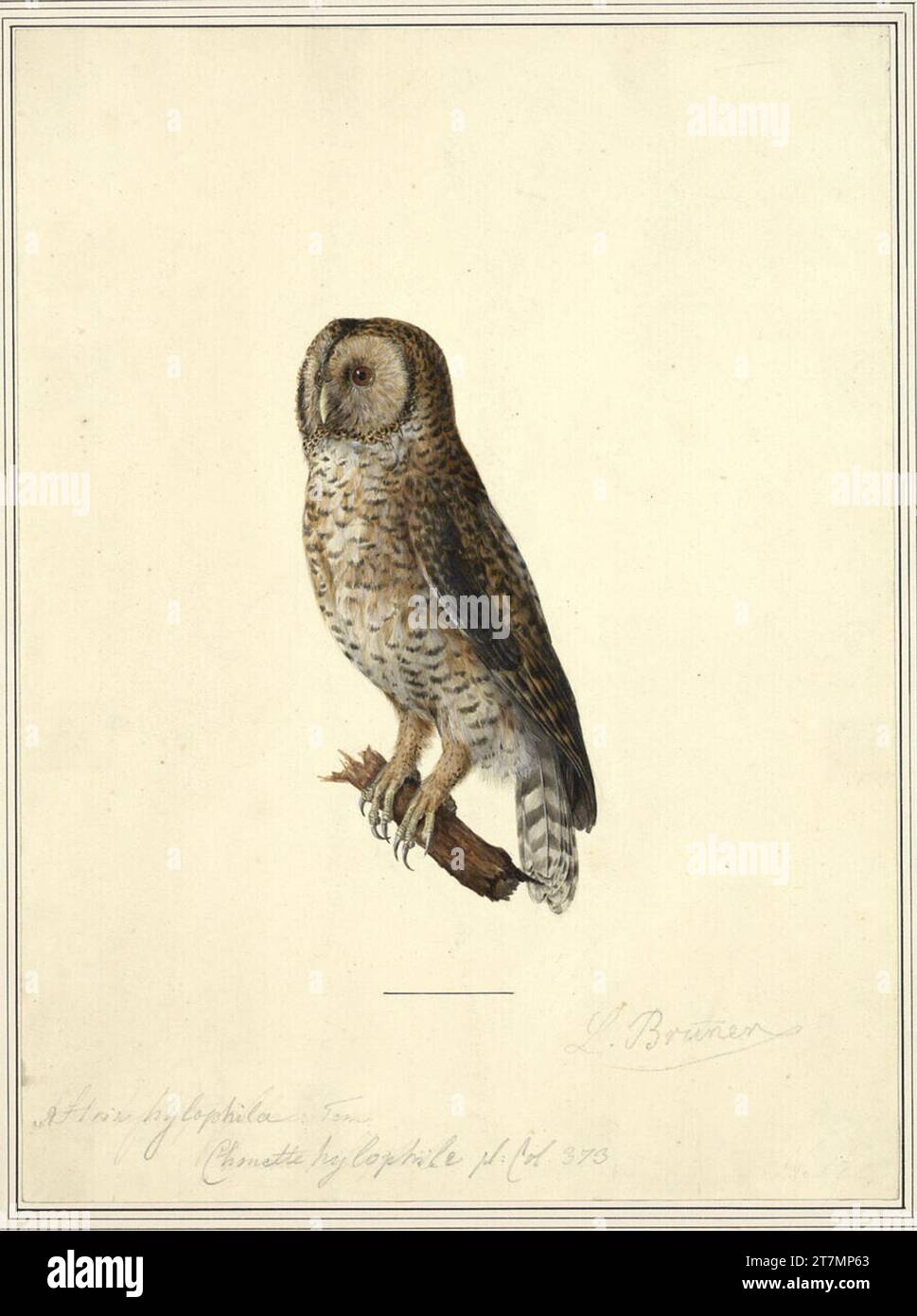 Leopold Brunner d.Ä. Brasilkauz (Strix hylophila). Watercolor around ...