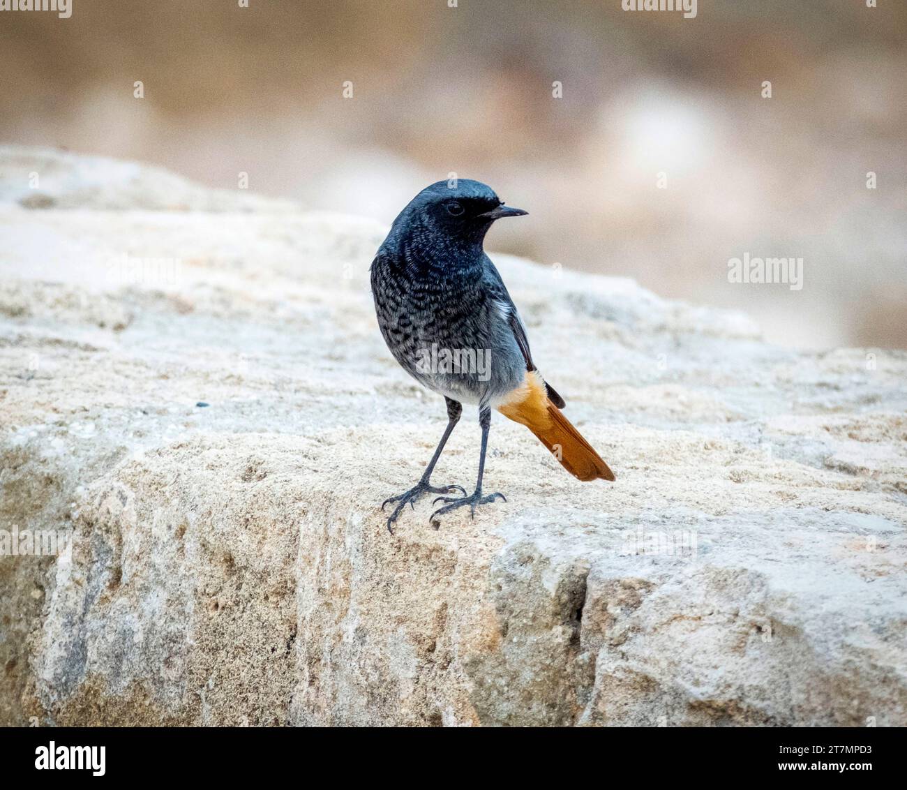 Phoenicurus ochruros black redstart hi-res stock photography and images ...