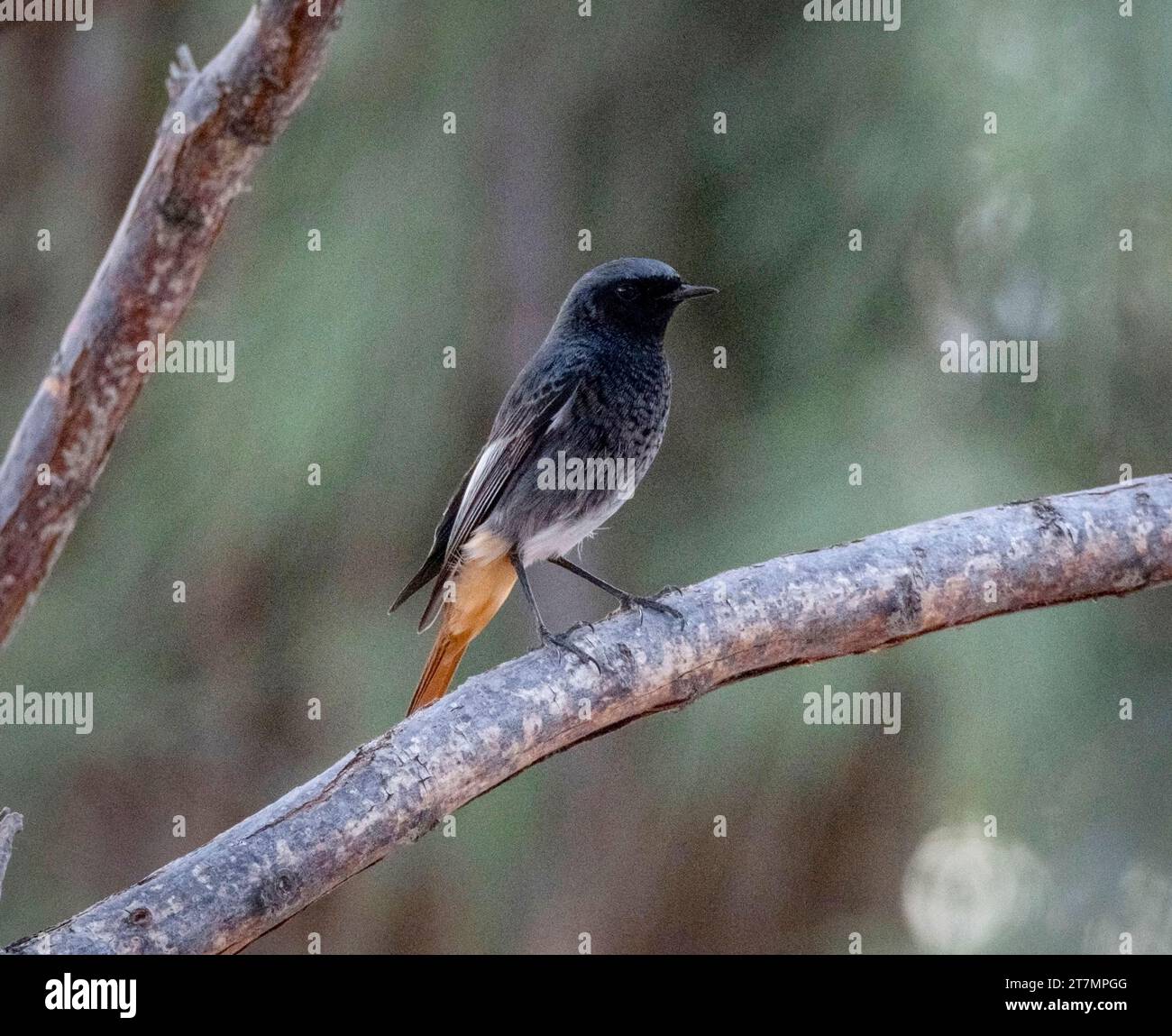 Black Redstart, male, (Phoenicurus ochruros), Paphos, Cyprus Stock ...