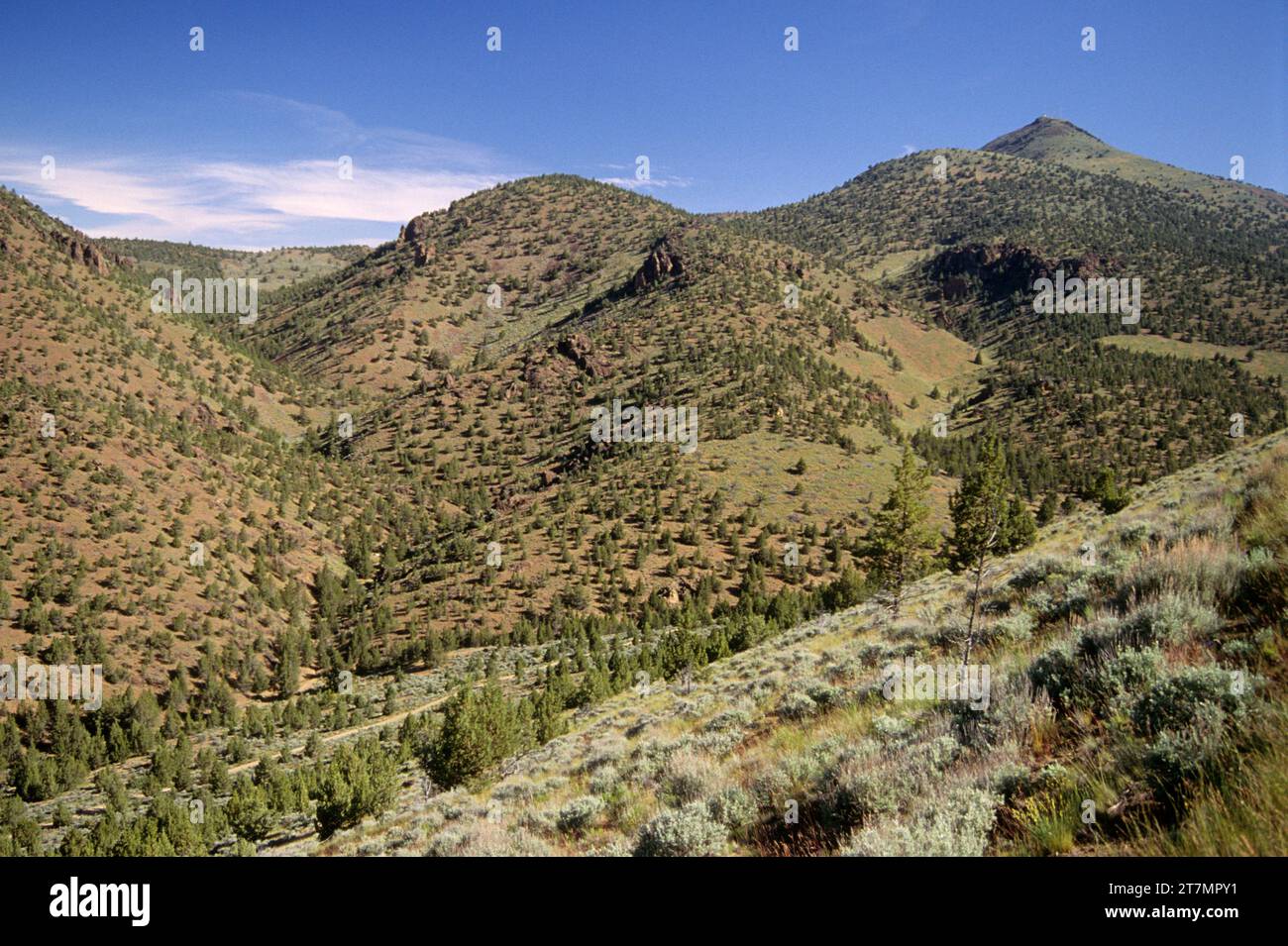 Western juniper (Juniperus occidentalis) forest in Sherwood Canyon ...