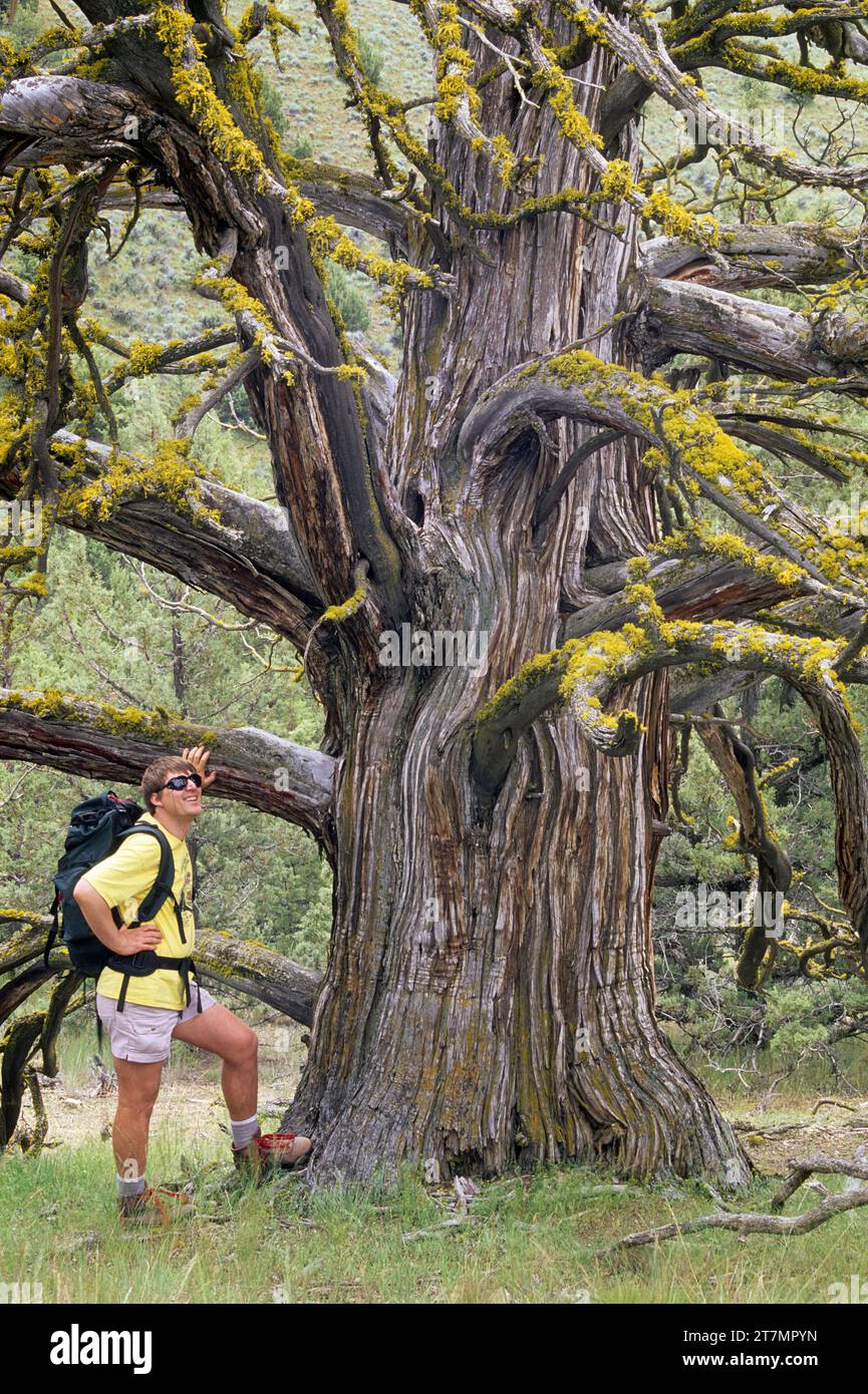 Western juniper (Juniperus occidentalis) on Gray Butte Trail, Crooked ...