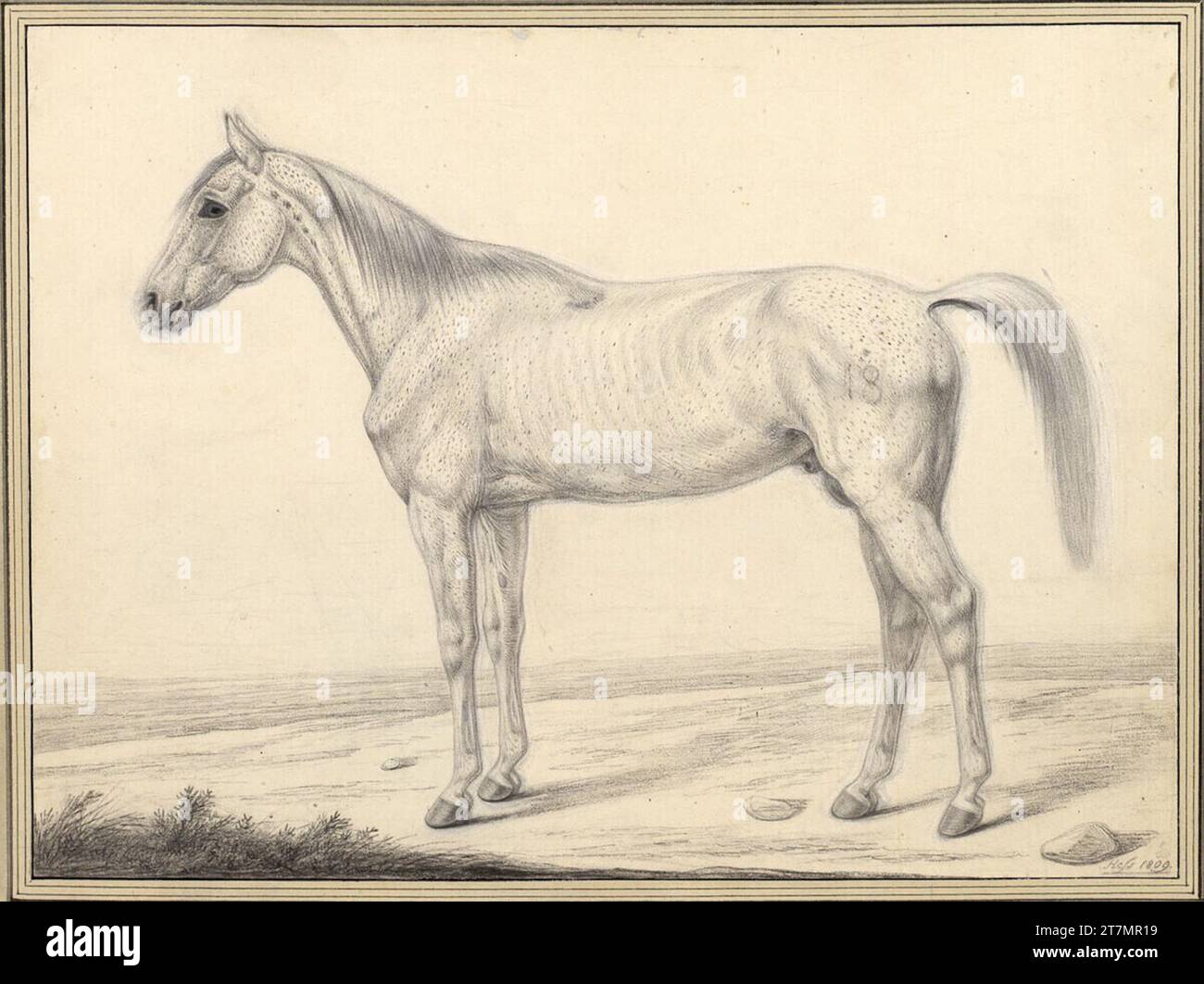Carl Adolph Heinrich Heß An Arab or Tatar horse that Napoleon rode in ...