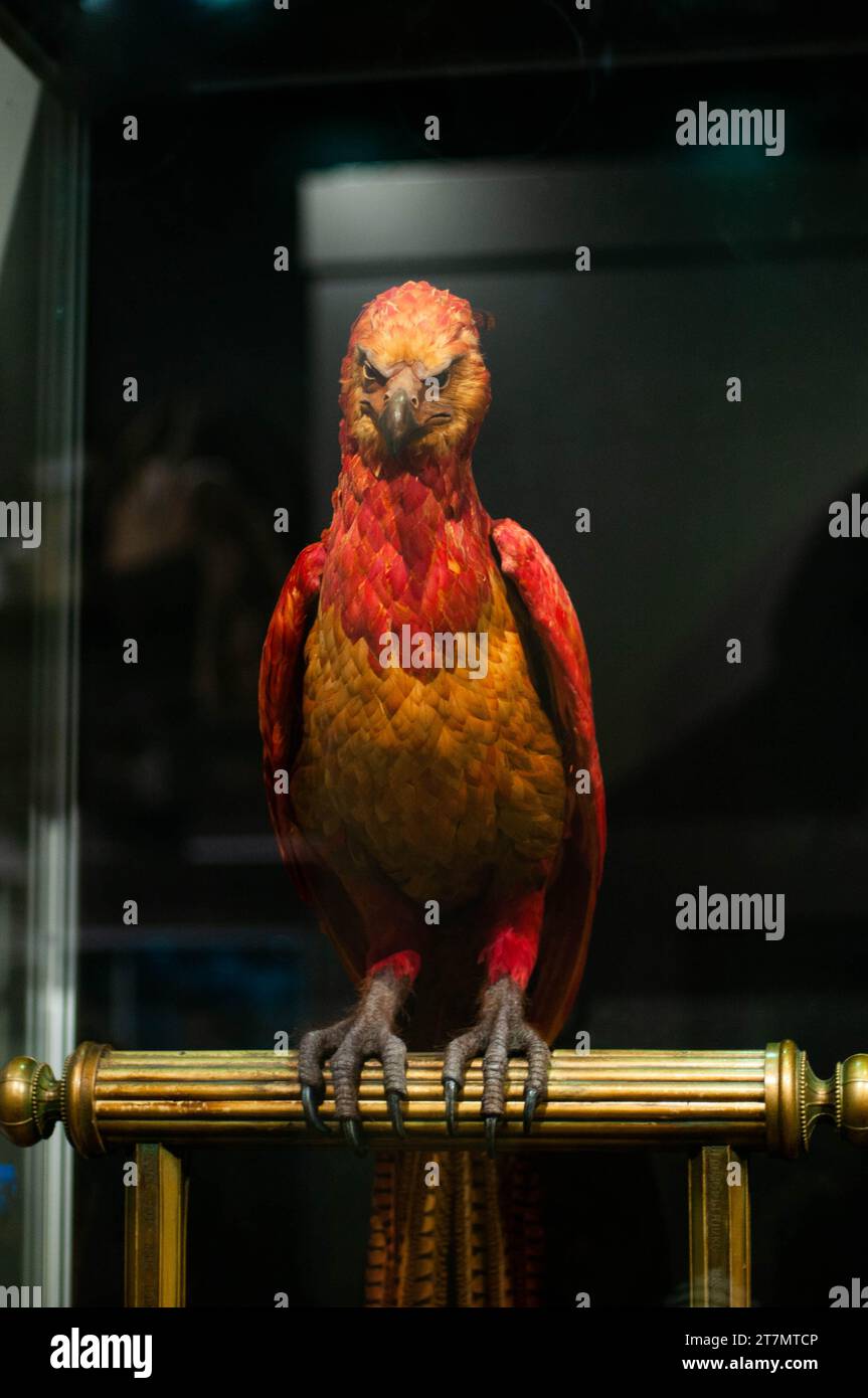 Props from the original Harry Potter Movie Stock Photo - Alamy