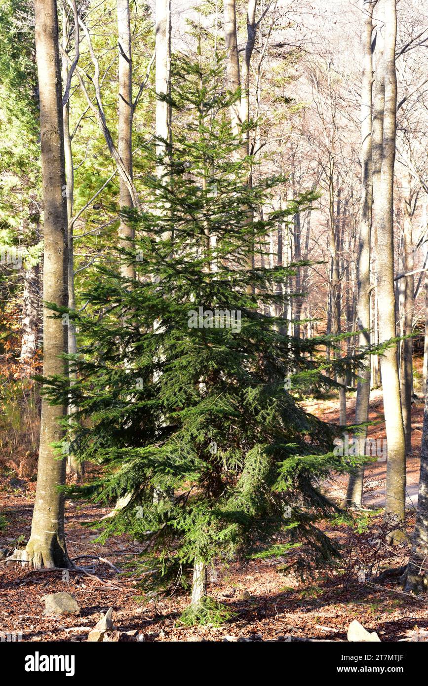European silver fir (Abies alba) is a evergreen tree native to center ...