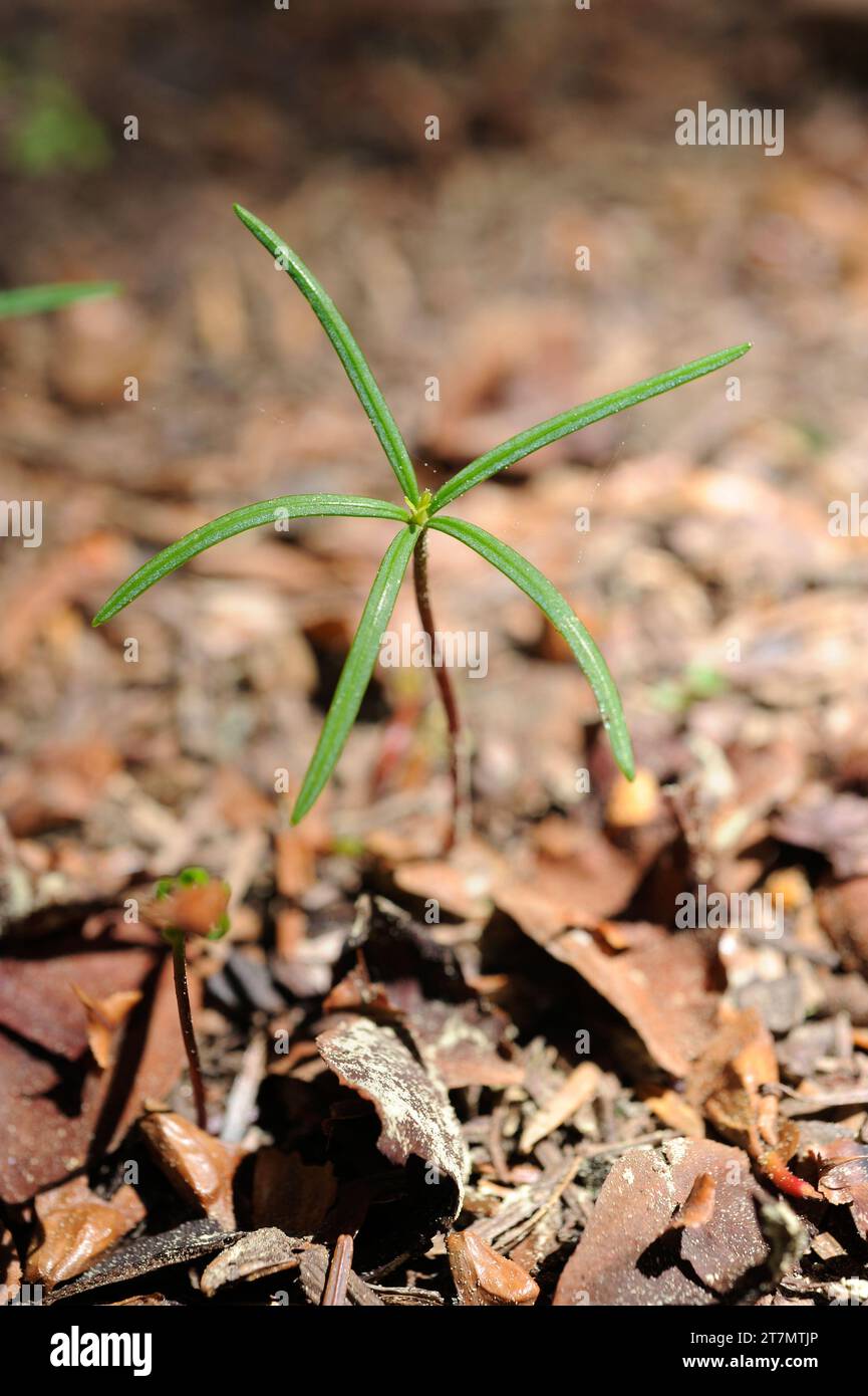 European silver fir (Abies alba) is a evergreen tree native to center ...