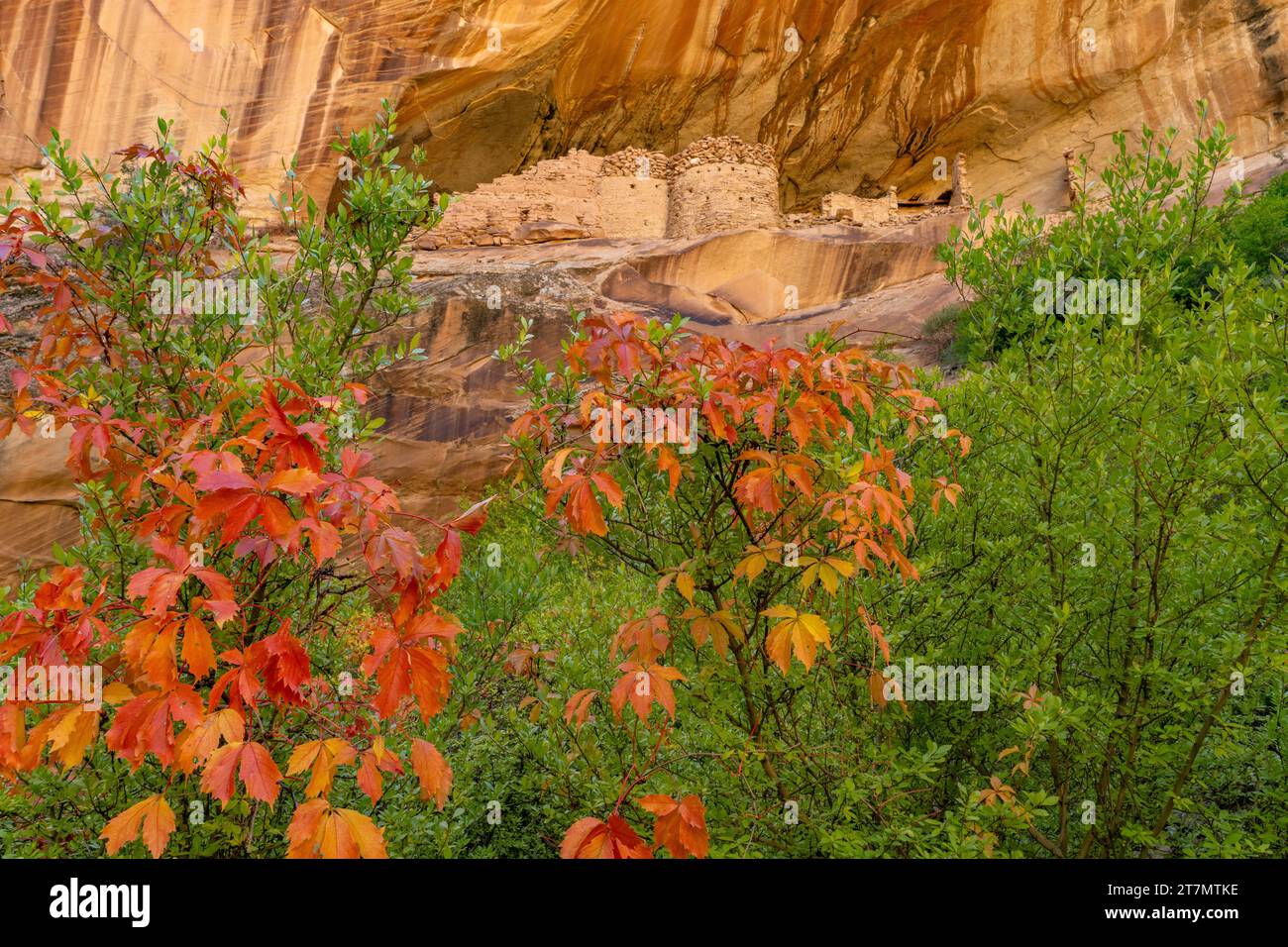 Monarch Cave Ruins, an Ancestral Puebloan cliff dwelling in a side ...