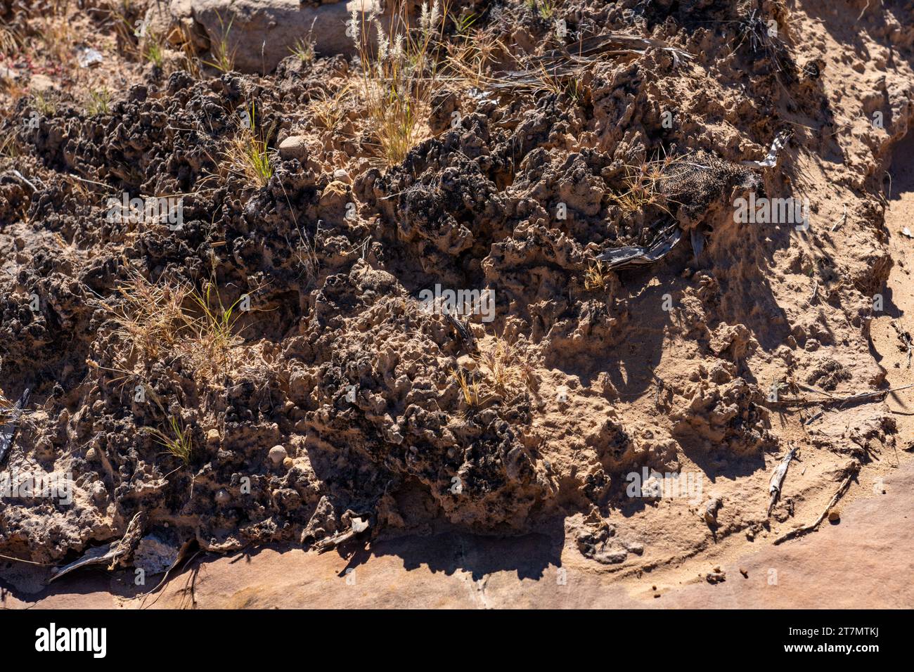 Biocrust hi-res stock photography and images - Alamy