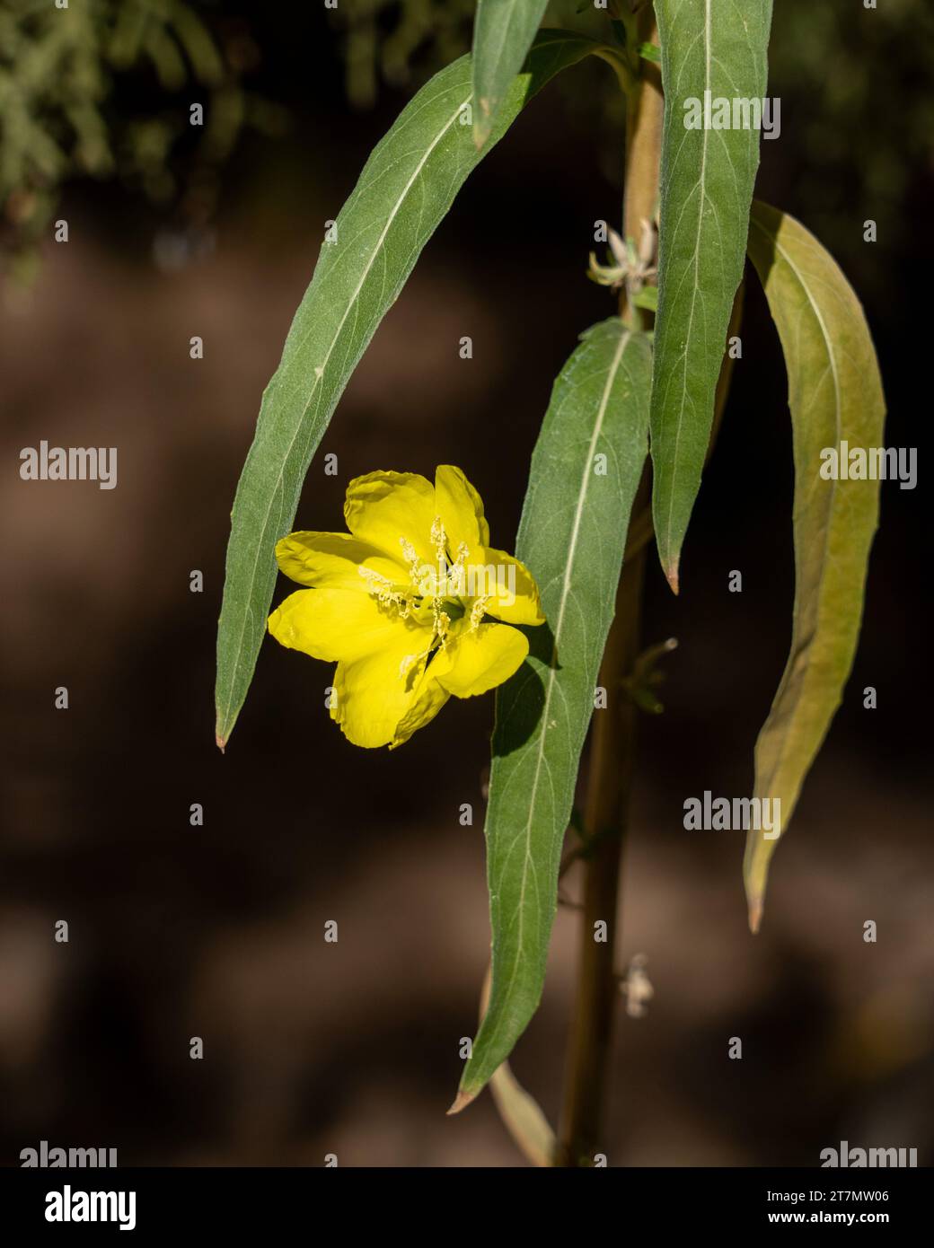 Longstem evening primrose oenothera longissima hi-res stock photography ...