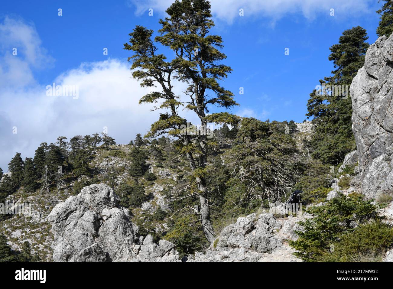 Spanish fir or pinsapo (Abies pinsapo) evergreen tree endemic to ...