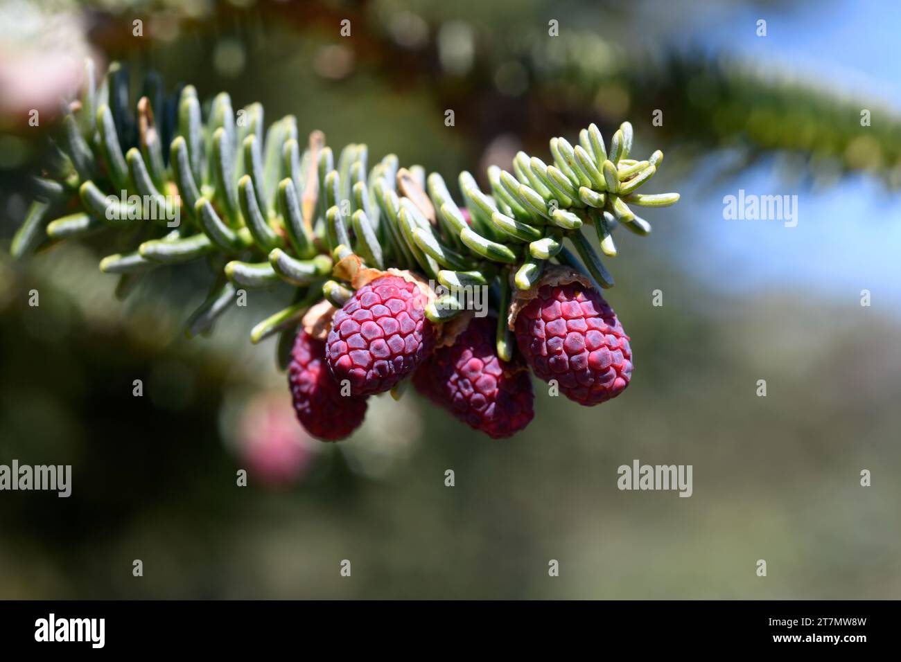 Spanish fir or pinsapo (Abies pinsapo) evergreen tree endemic to ...