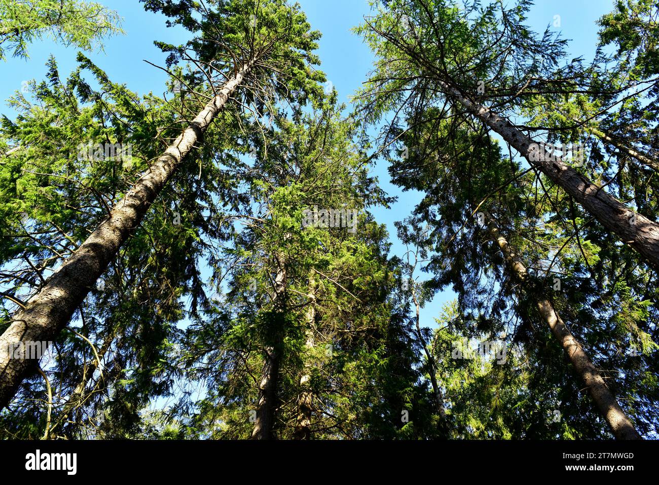 European spruce or Norway spruce (Picea abies) is an evergreen tree native to north and central ...