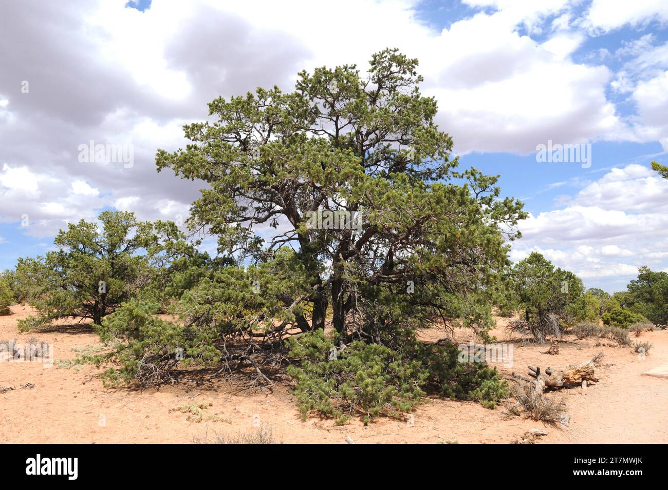 Pinus edulis hi-res stock photography and images - Alamy