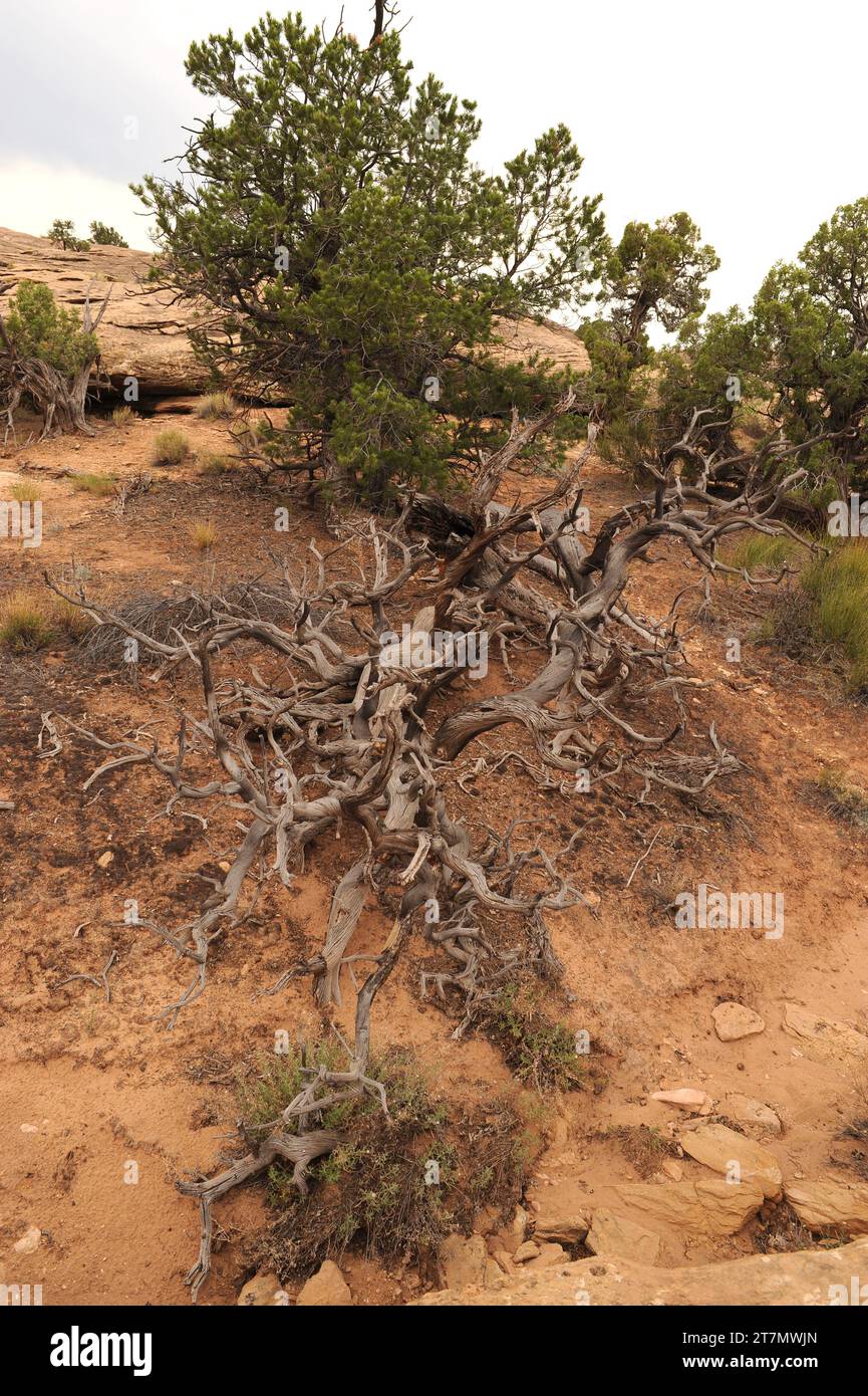 Colorado pinyon (Pinus edulis) is an evergreen small tree native to ...