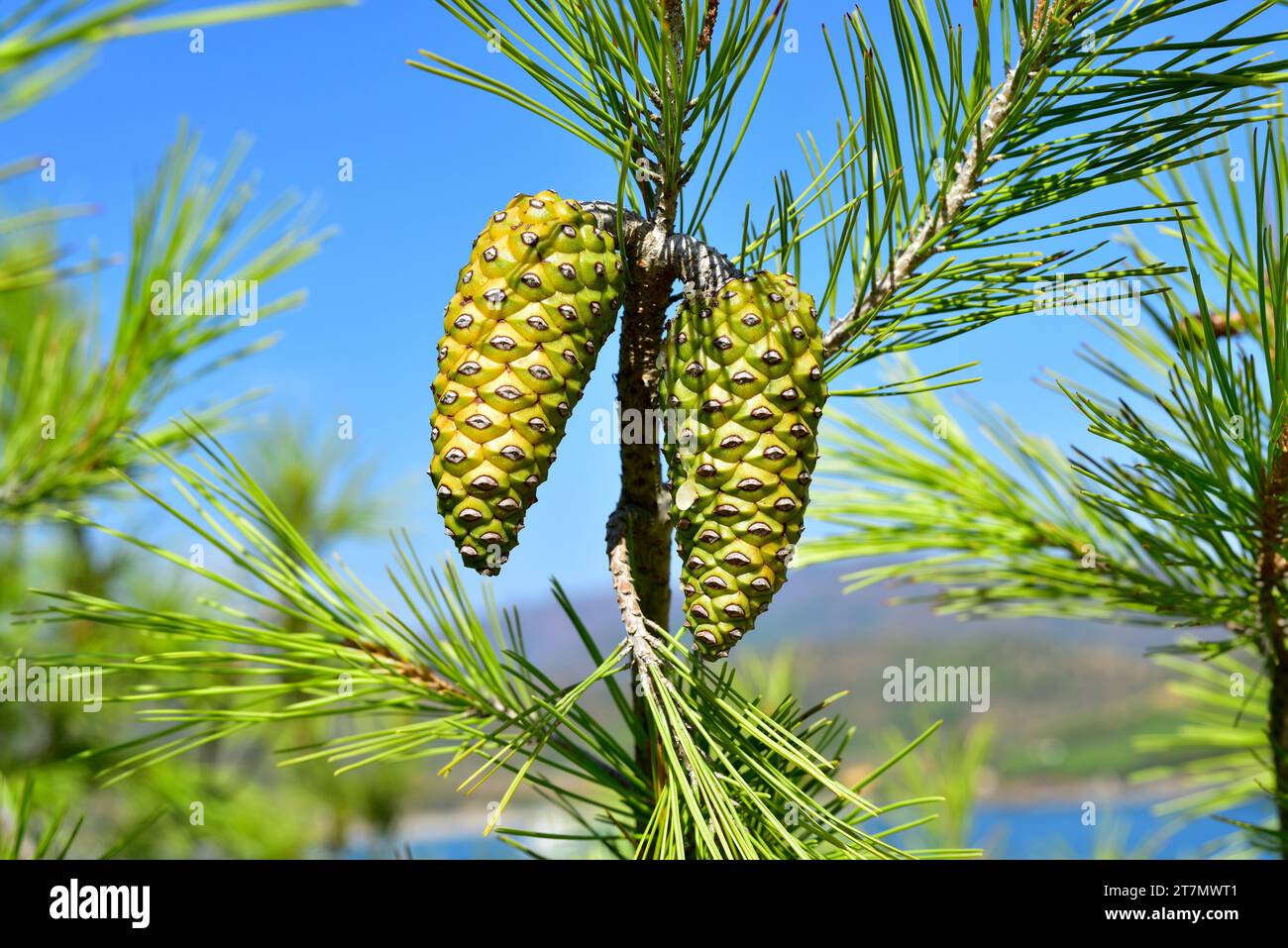 Aleppo pine (Pinus halepensis) is an evergreen tree native to ...