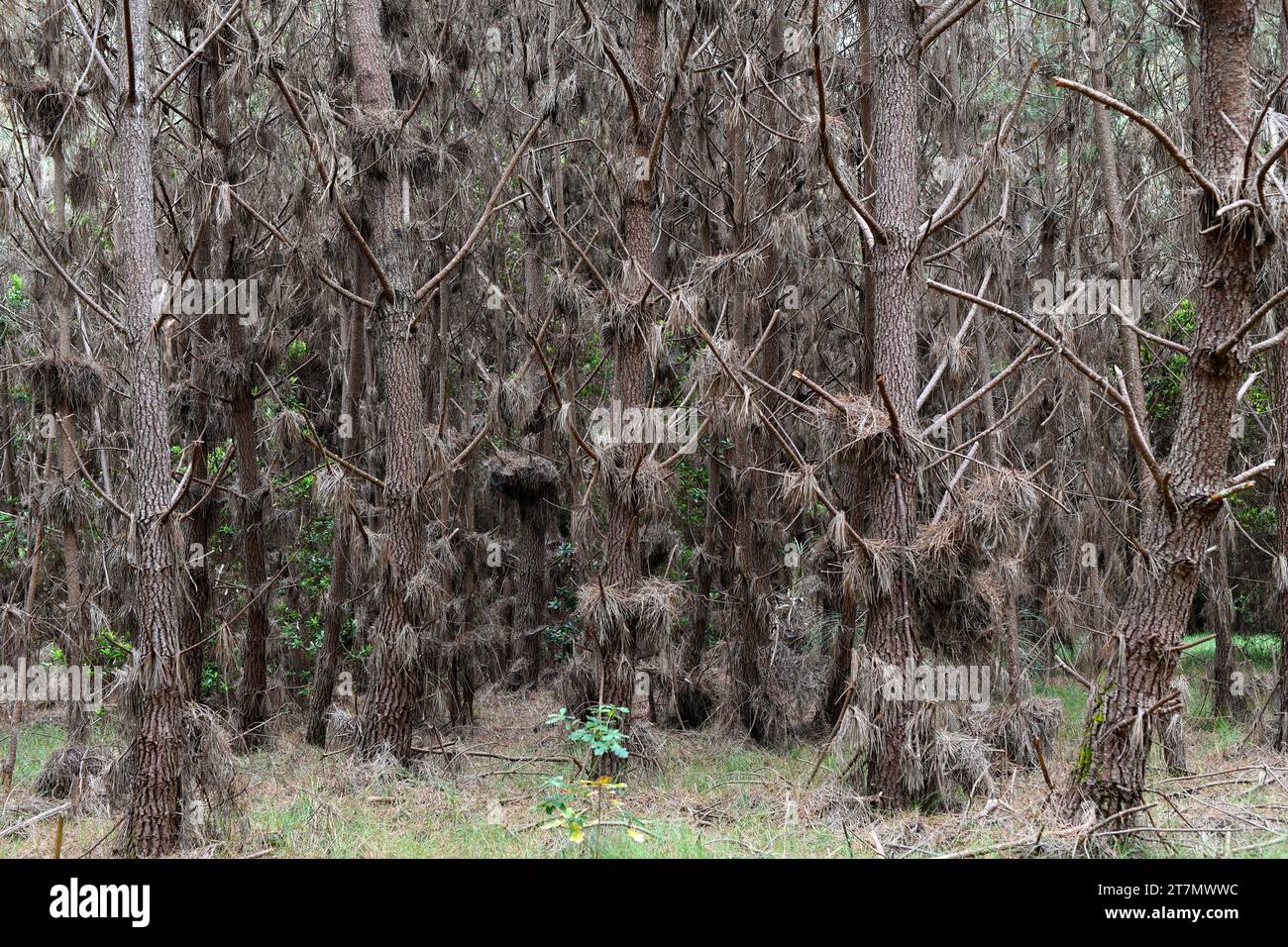Maritime pine (Pinus pinaster) is an evergreen tree native to western ...