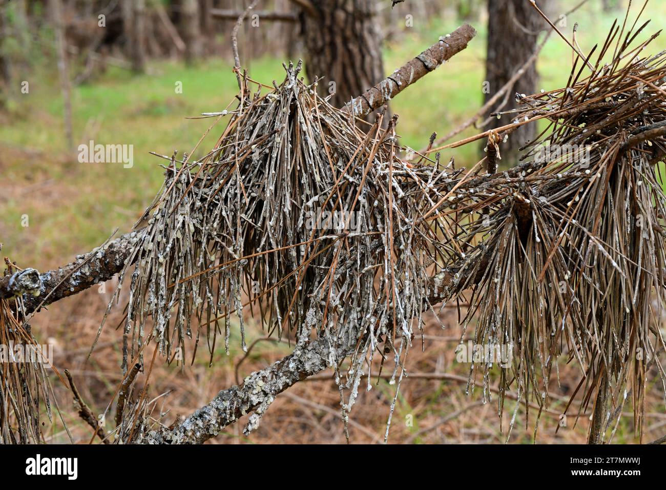 Pinus maritima hi-res stock photography and images - Alamy