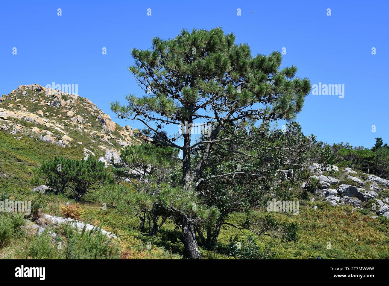Pino portugal hi-res stock photography and images - Alamy