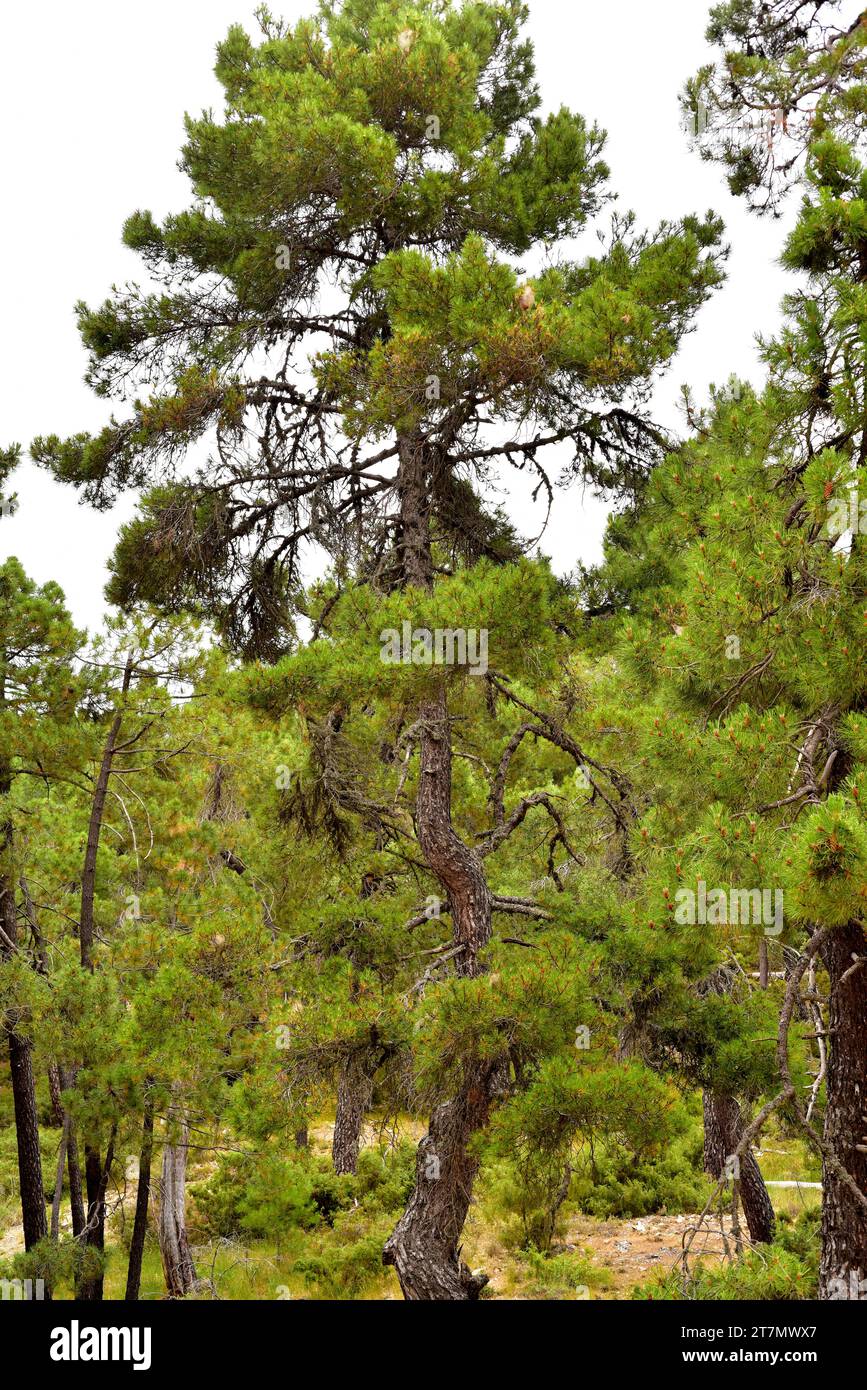 Maritime pine (Pinus pinaster) is an evergreen tree native to western ...