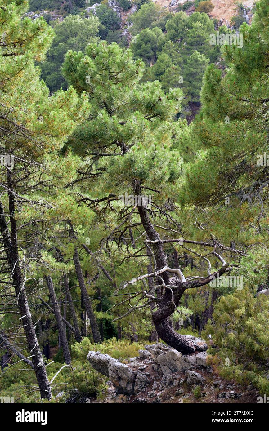 Maritime pine (Pinus pinaster) is an evergreen tree native to western ...
