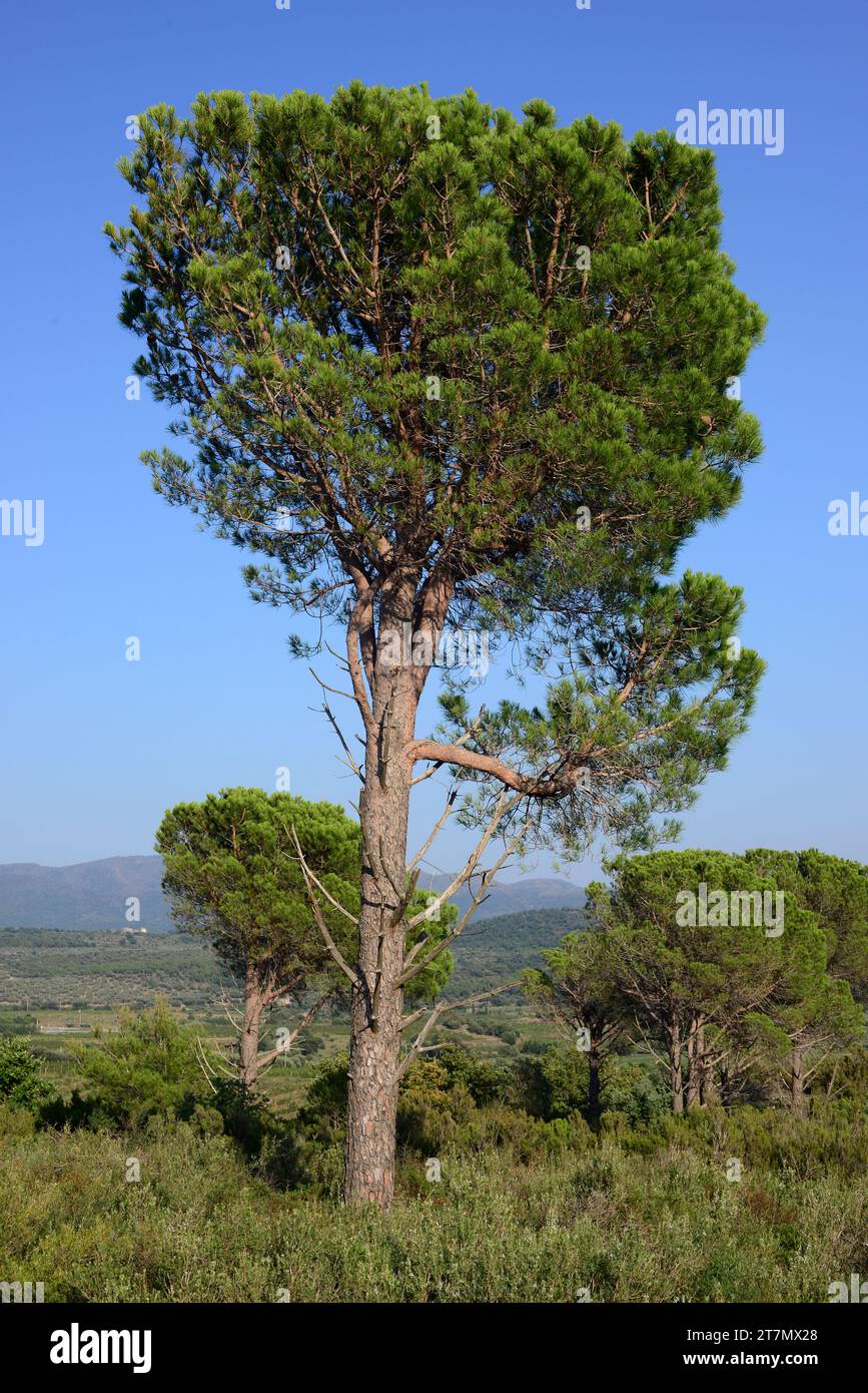 Pinus pinea pino hi-res stock photography and images - Alamy