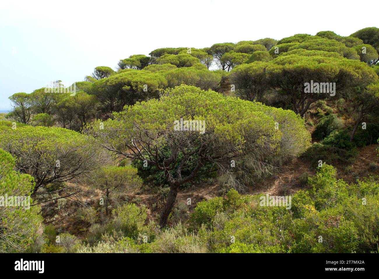 Pinus pinea pino hi-res stock photography and images - Alamy