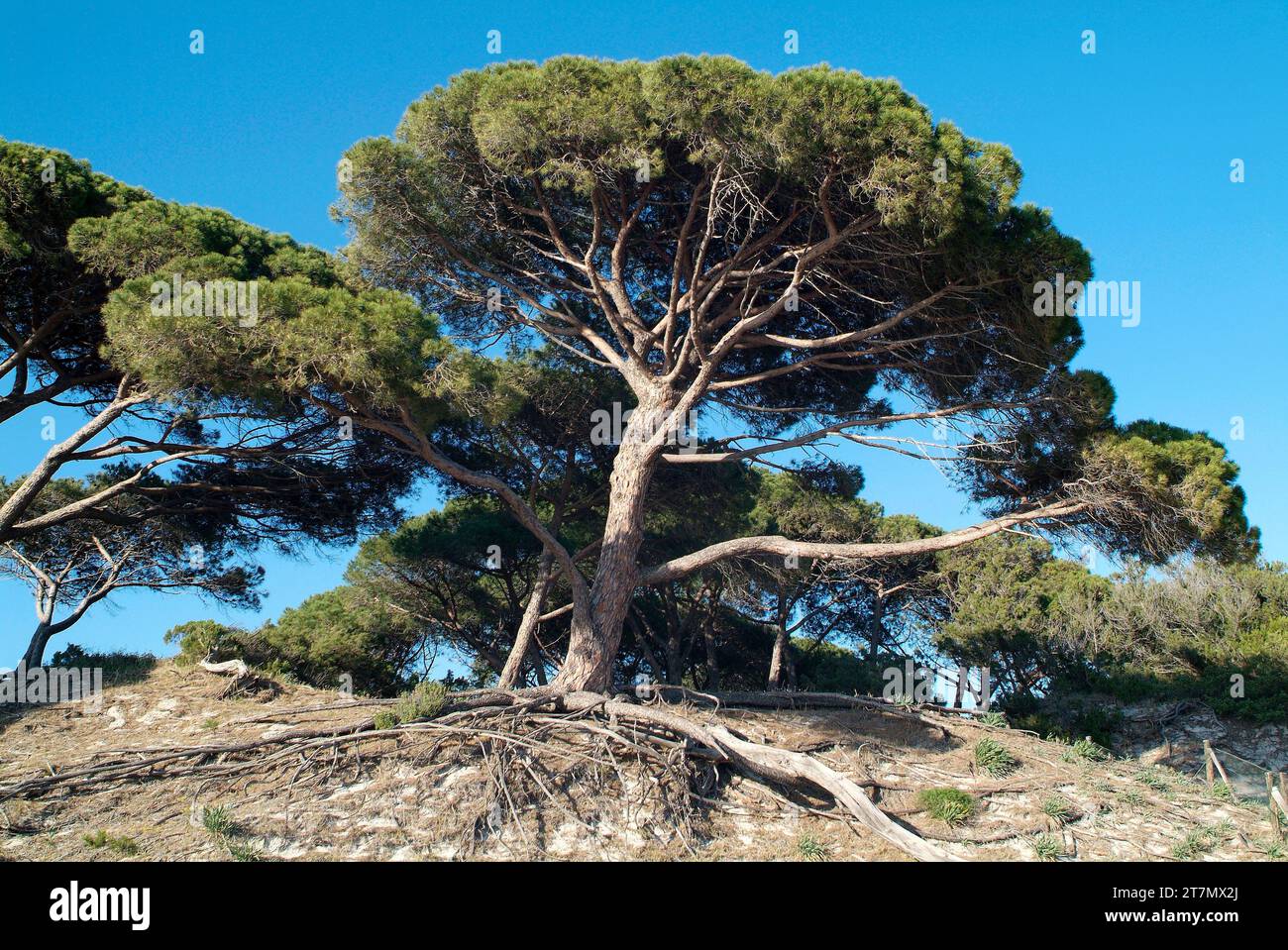 Stone pine (Pinus pinea) is an evergreen tree native to Iberian ...