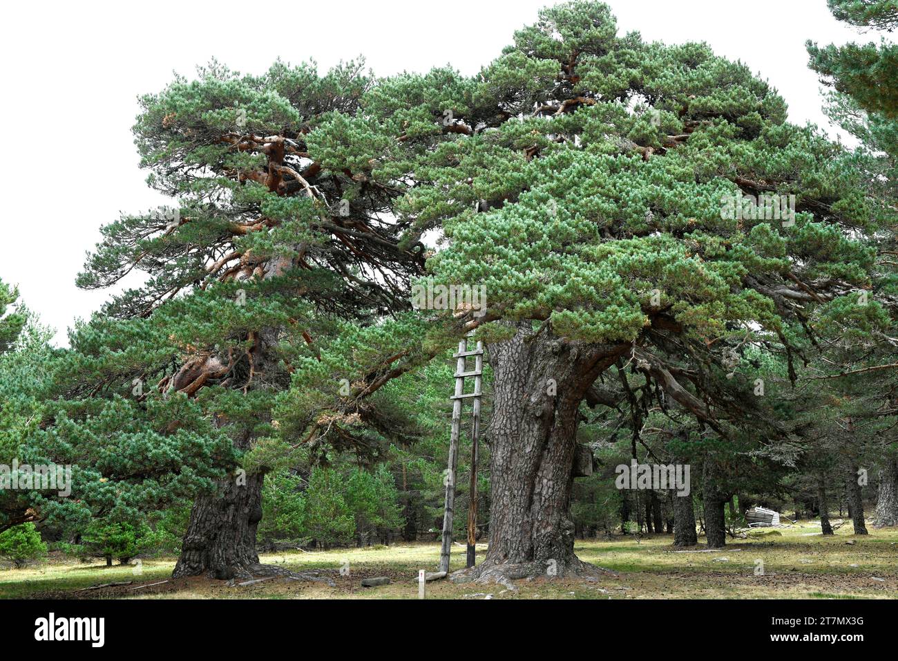 Scots pine (Pinus sylvestris) is an evergreen tree native to north and ...