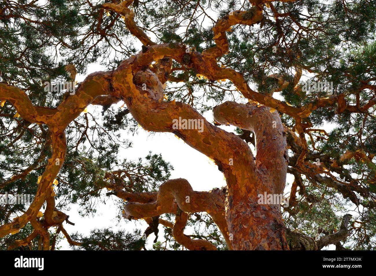 Scots pine (Pinus sylvestris) is an evergreen tree native to north and ...