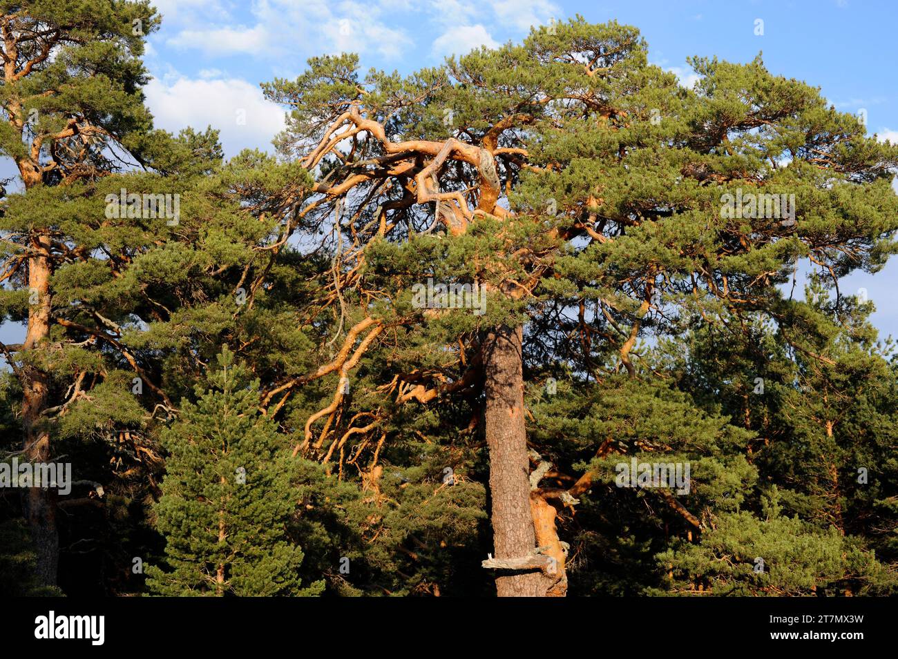Scots pine (Pinus sylvestris) is an evergreen tree native to north and ...