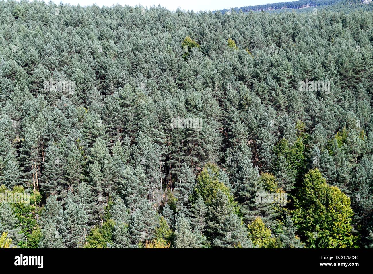 Scots pine (Pinus sylvestris) is an evergreen tree native to north and ...