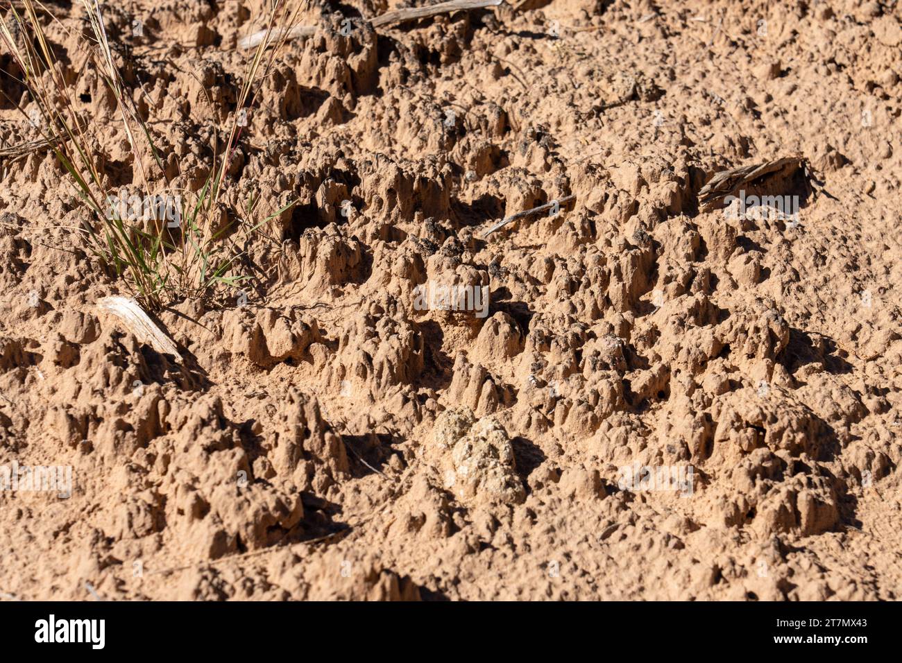 Cryptobiotic or cryptogamic soil, a living crust, in Kodachrome Basin ...